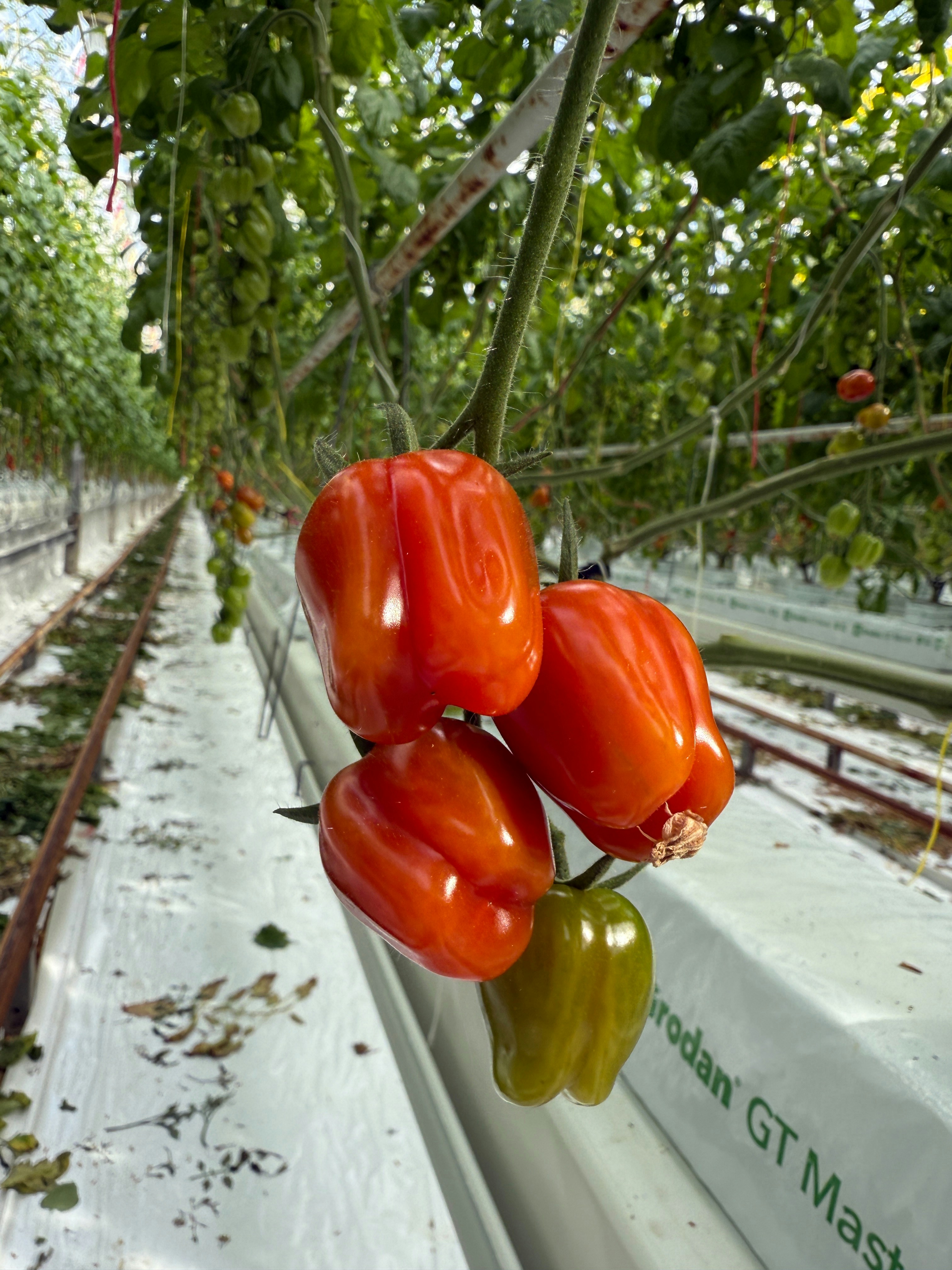 Lilia Bujor (@lilia83) | Komunitas Foto Unsplash