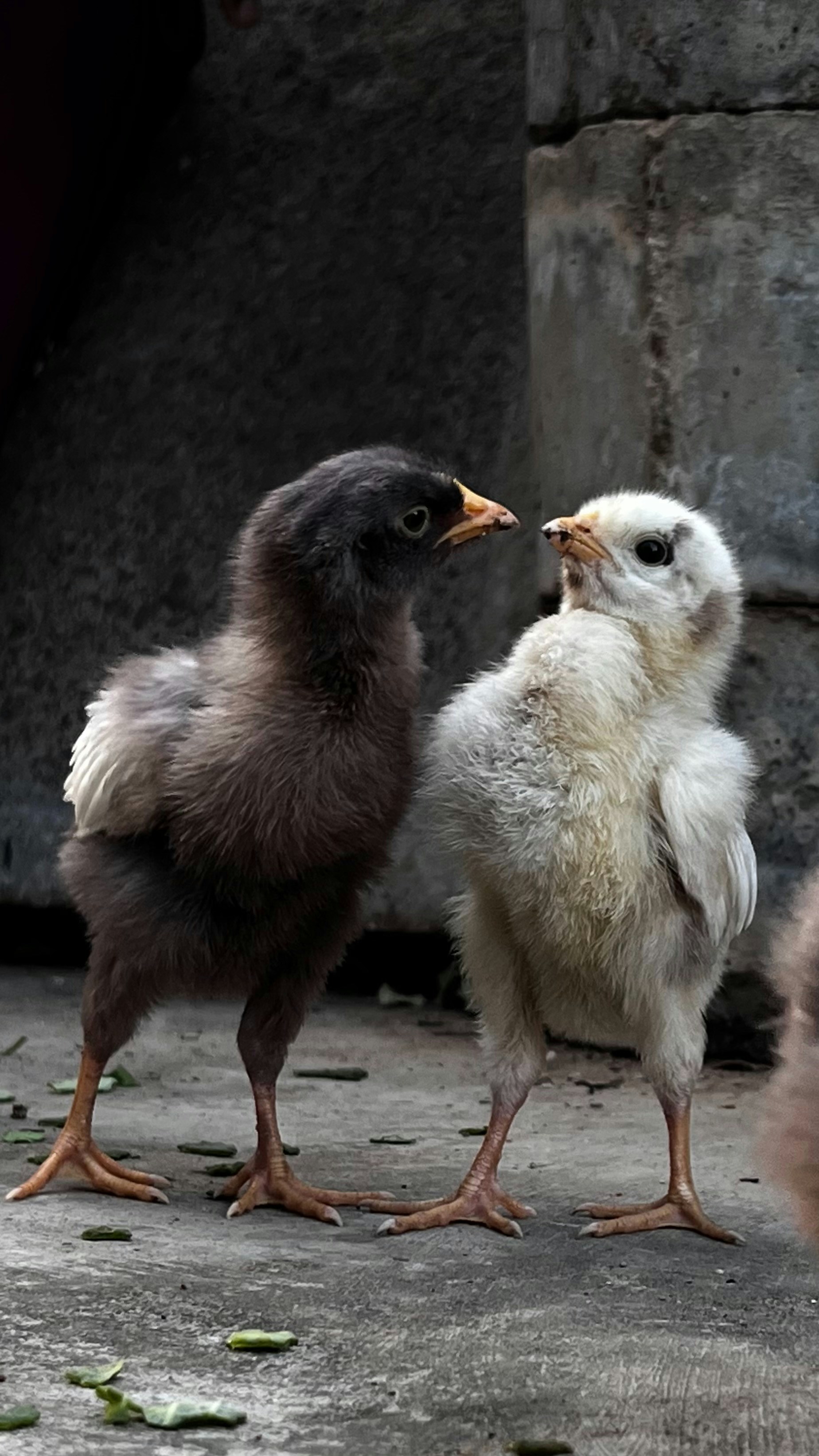 Two fluffy chicks stand close to each other. photo – Free Animal Image ...