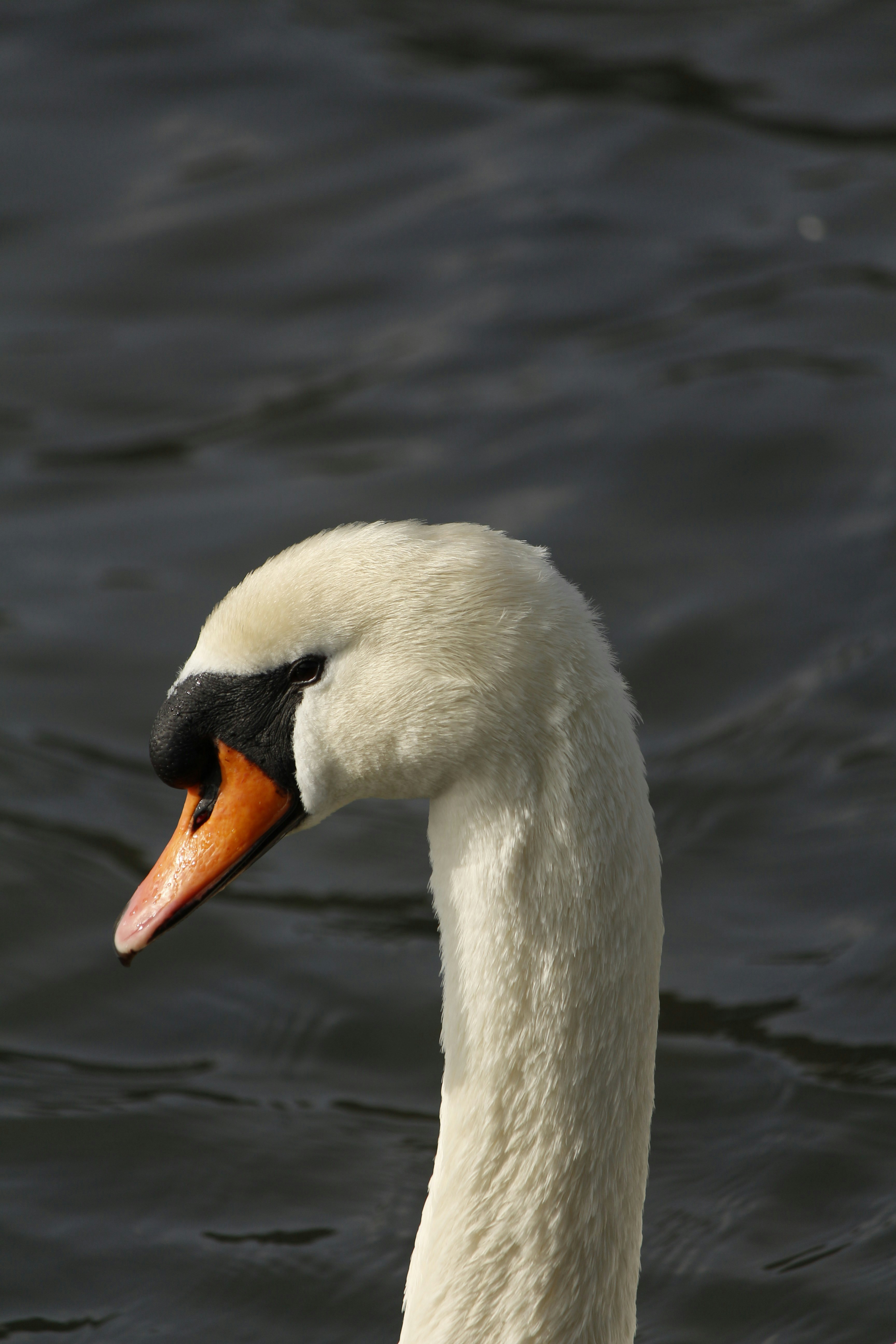 Swan in Profile Over Quiet Ripples