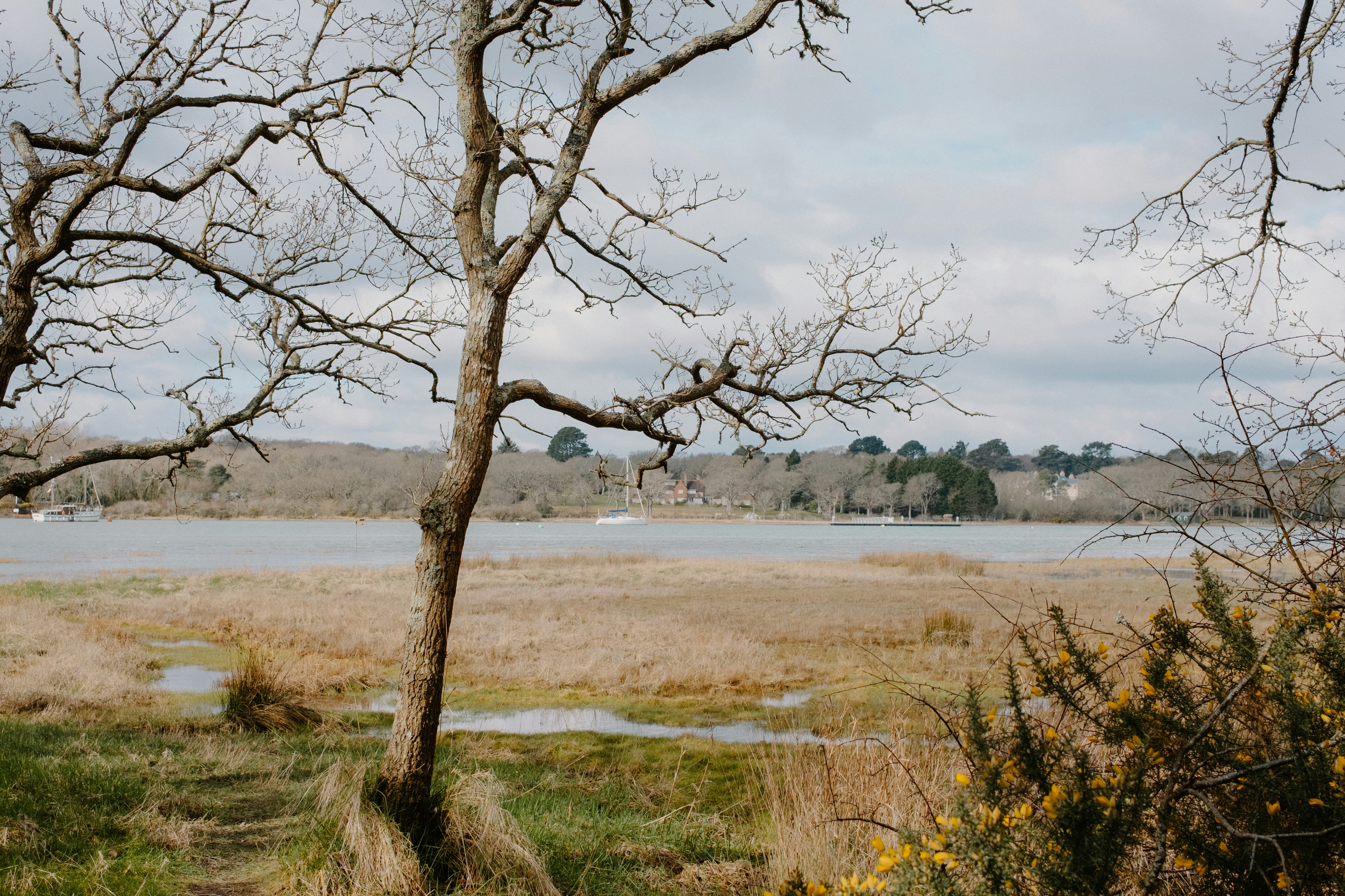 A tranquil scene of a waterside landscape. photo – Free Forest Image on ...