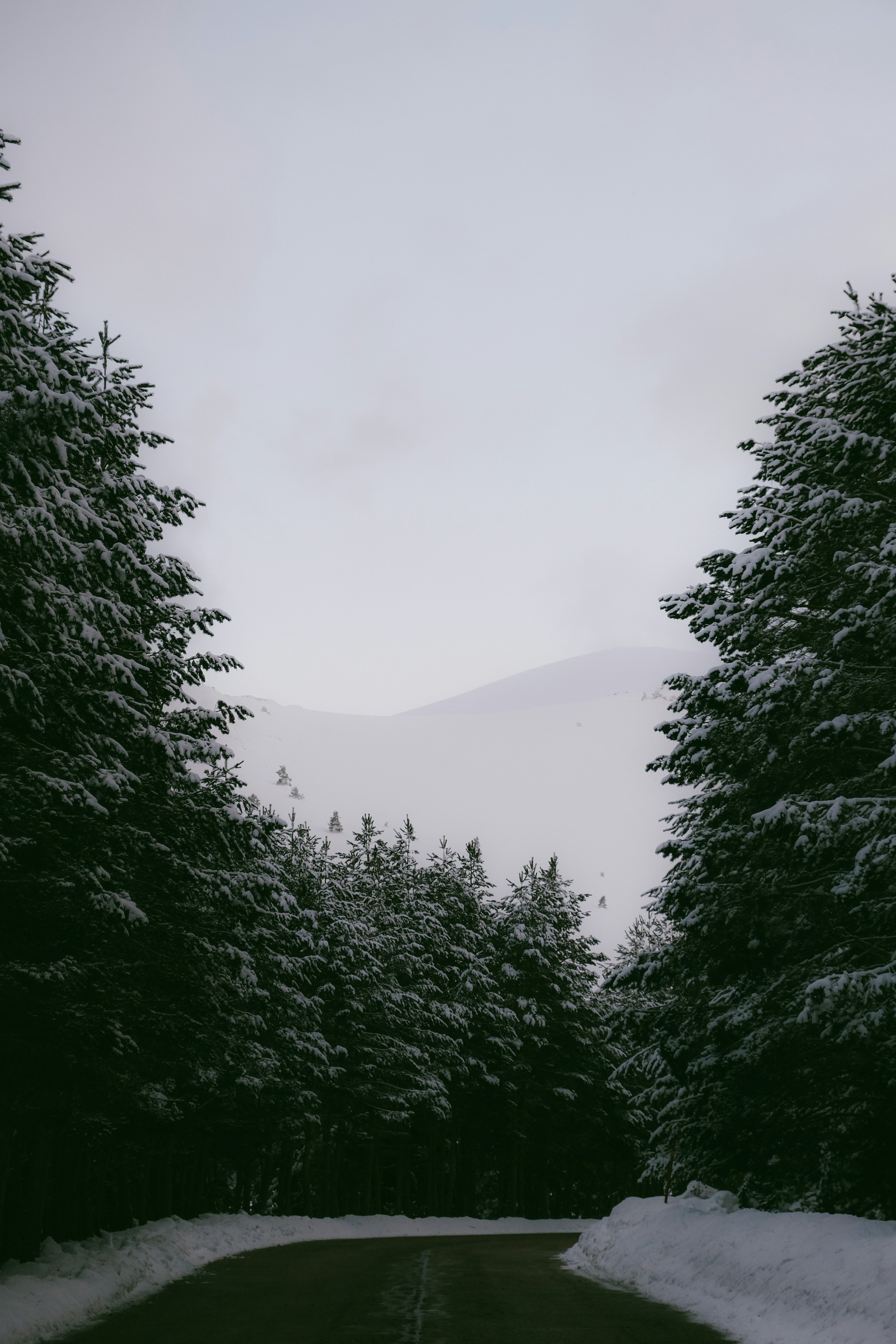 A winding road flanked by snow-covered pine trees leads toward distant mountains shrouded in mist. The scene evokes a tranquil winter atmosphere.