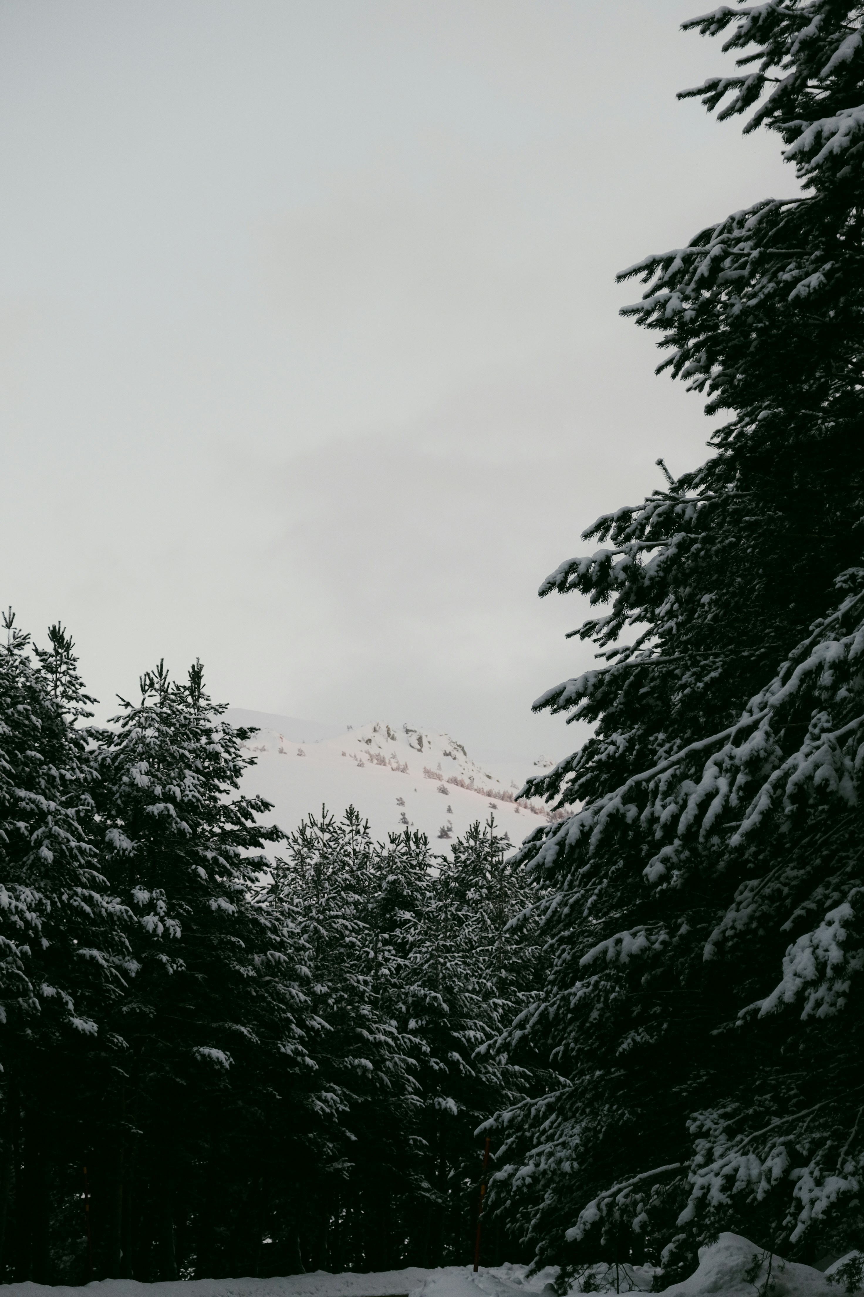 Whispers of Winter's Embrace