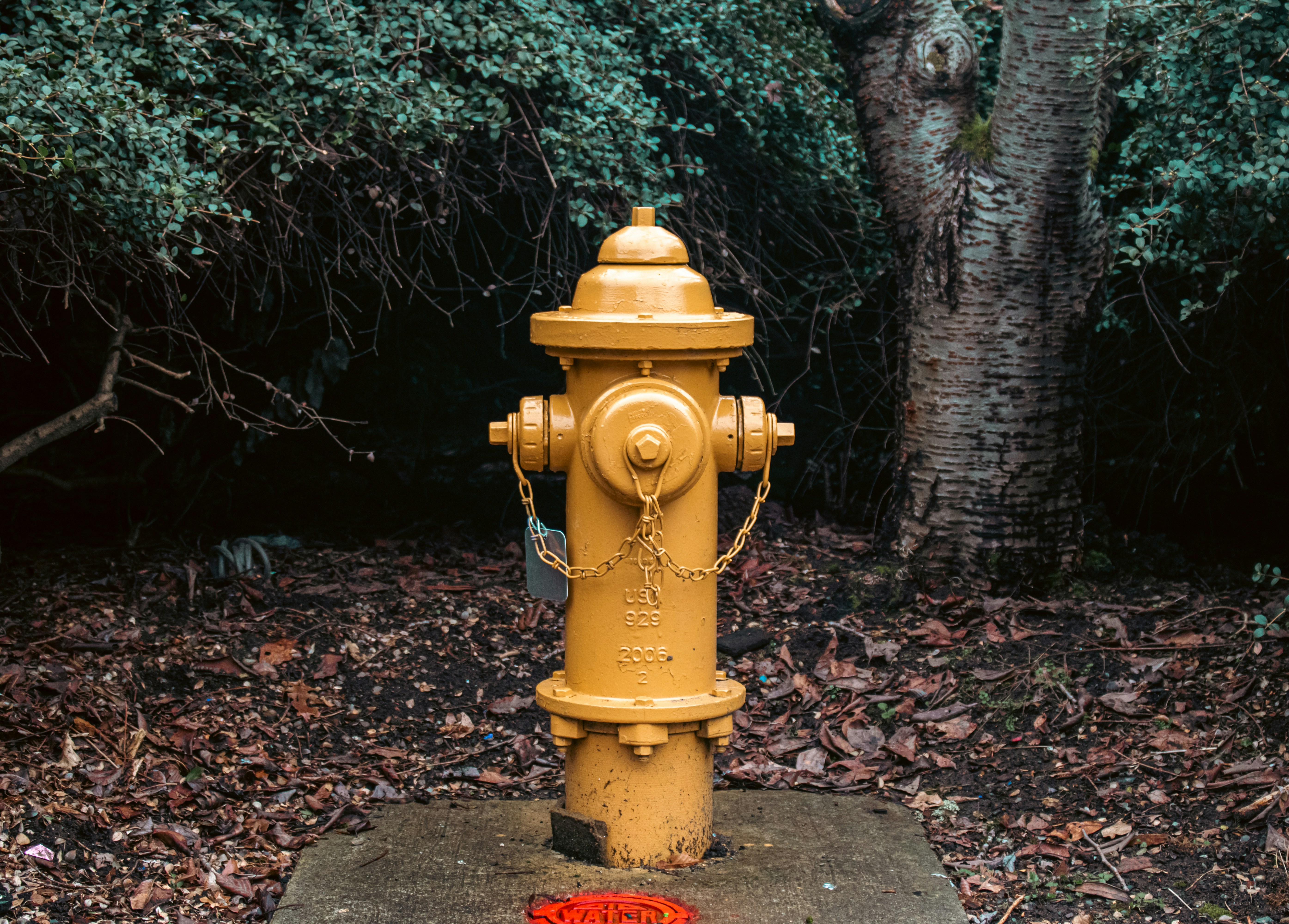 Photo by Zoshua Colah with Canon EOS 750D