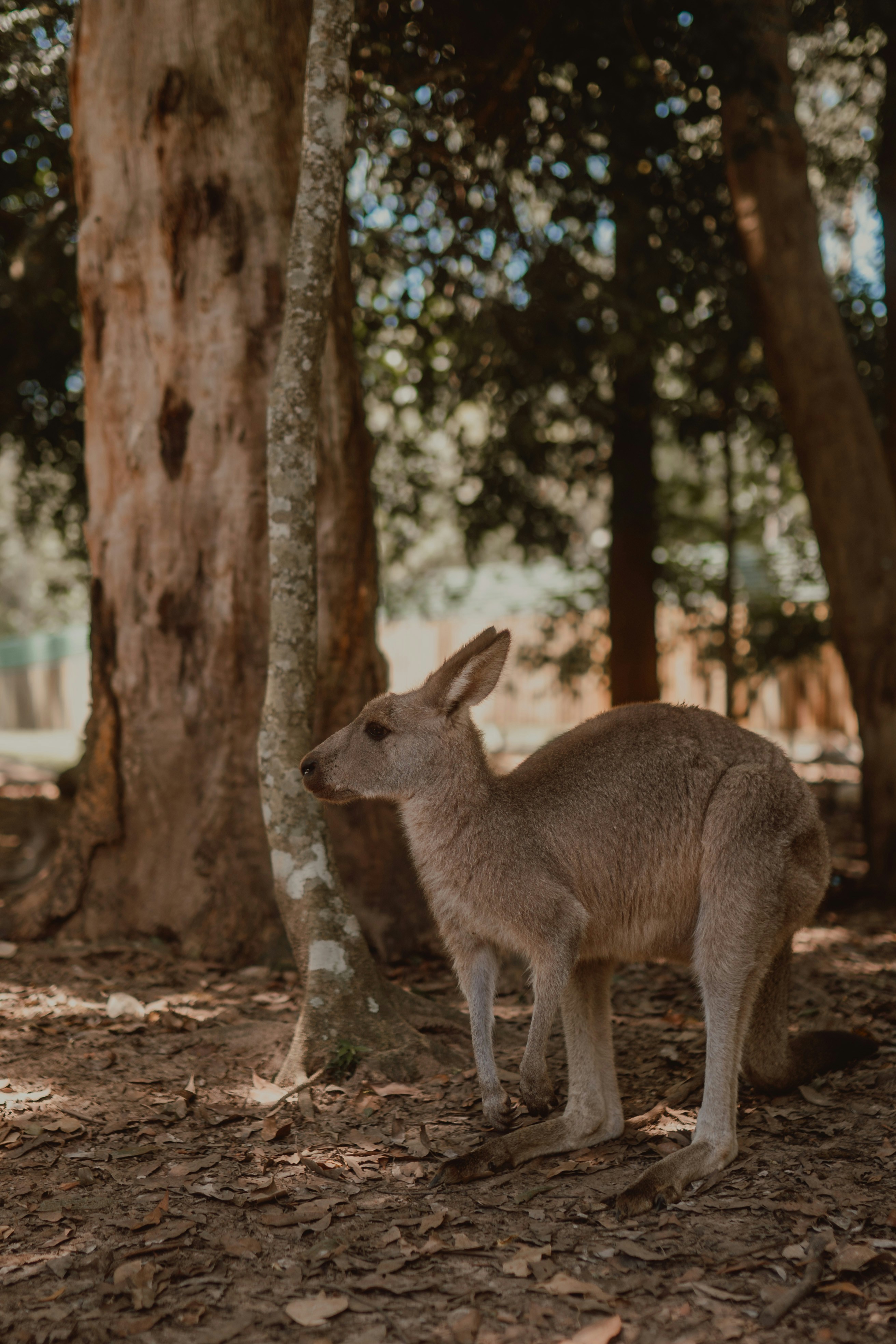 Dappled Pause: Kangaroo in a Sunlit Forest Glade