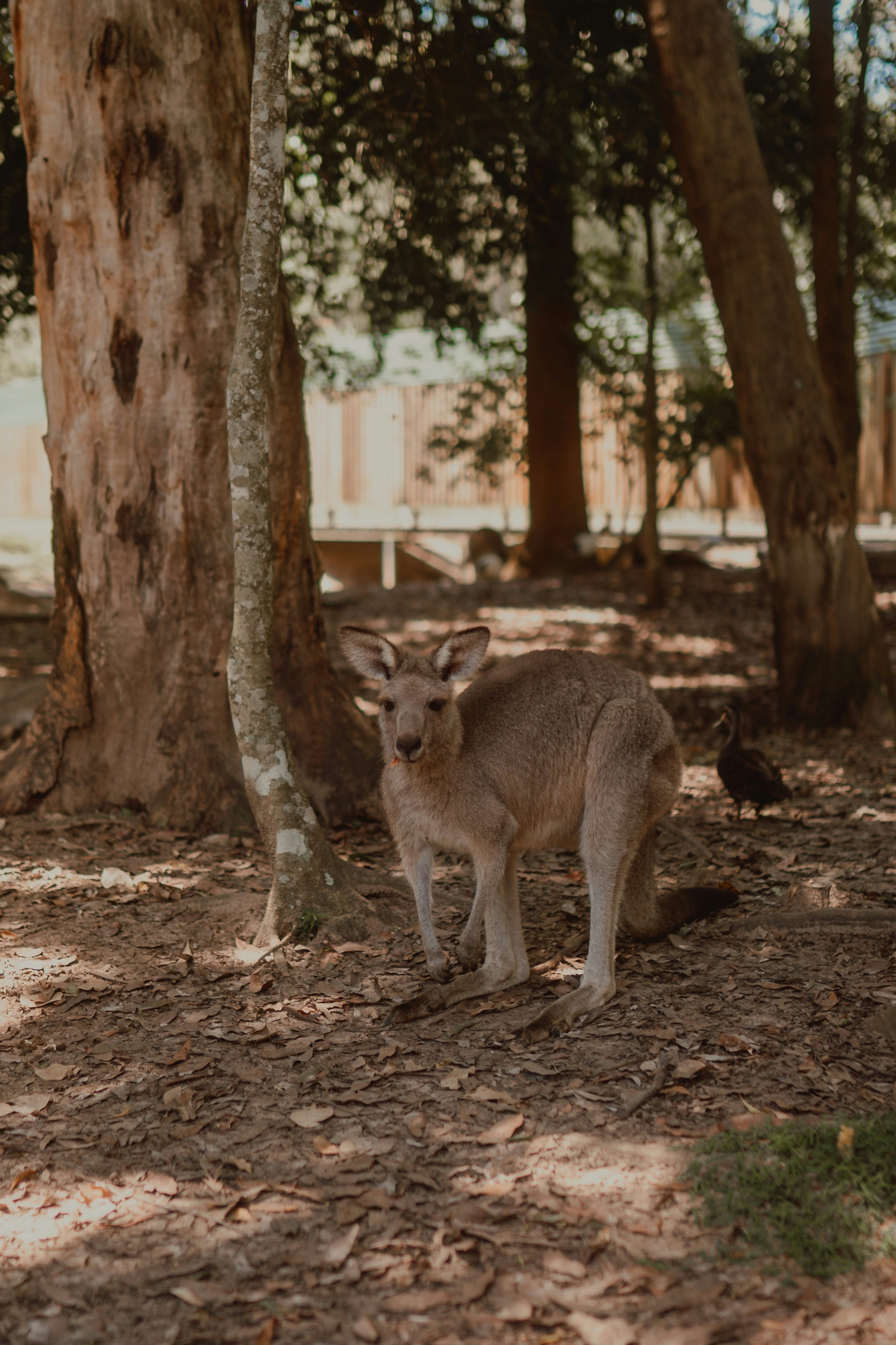 Dappled Quiet: A lone deer surveys the sunlit forest