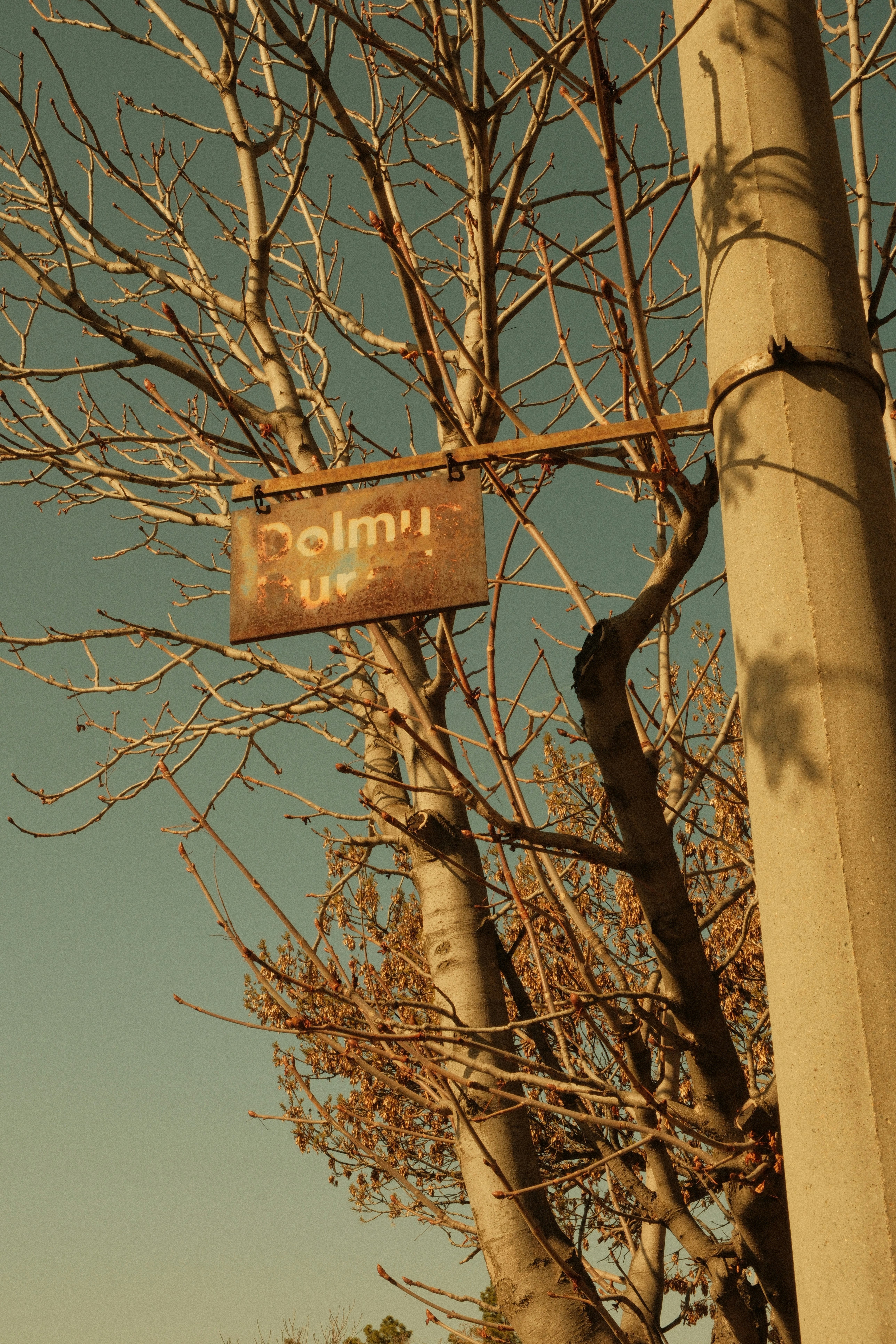 Rusty Sign among Winter Branches Under Warm Low Sun