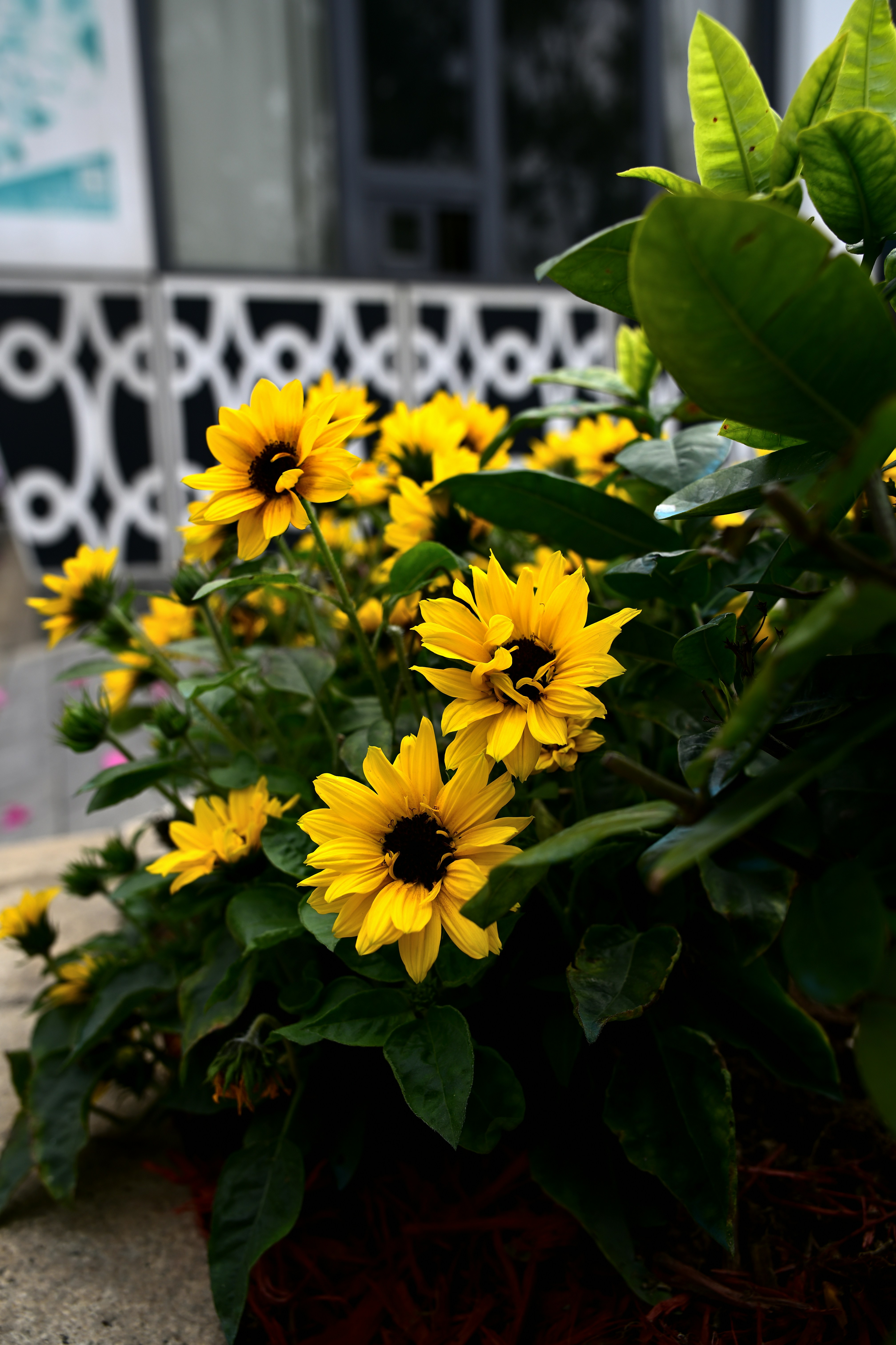 Golden Choir by the Balcony: Sunflowers Framing a Lattice Backdrop