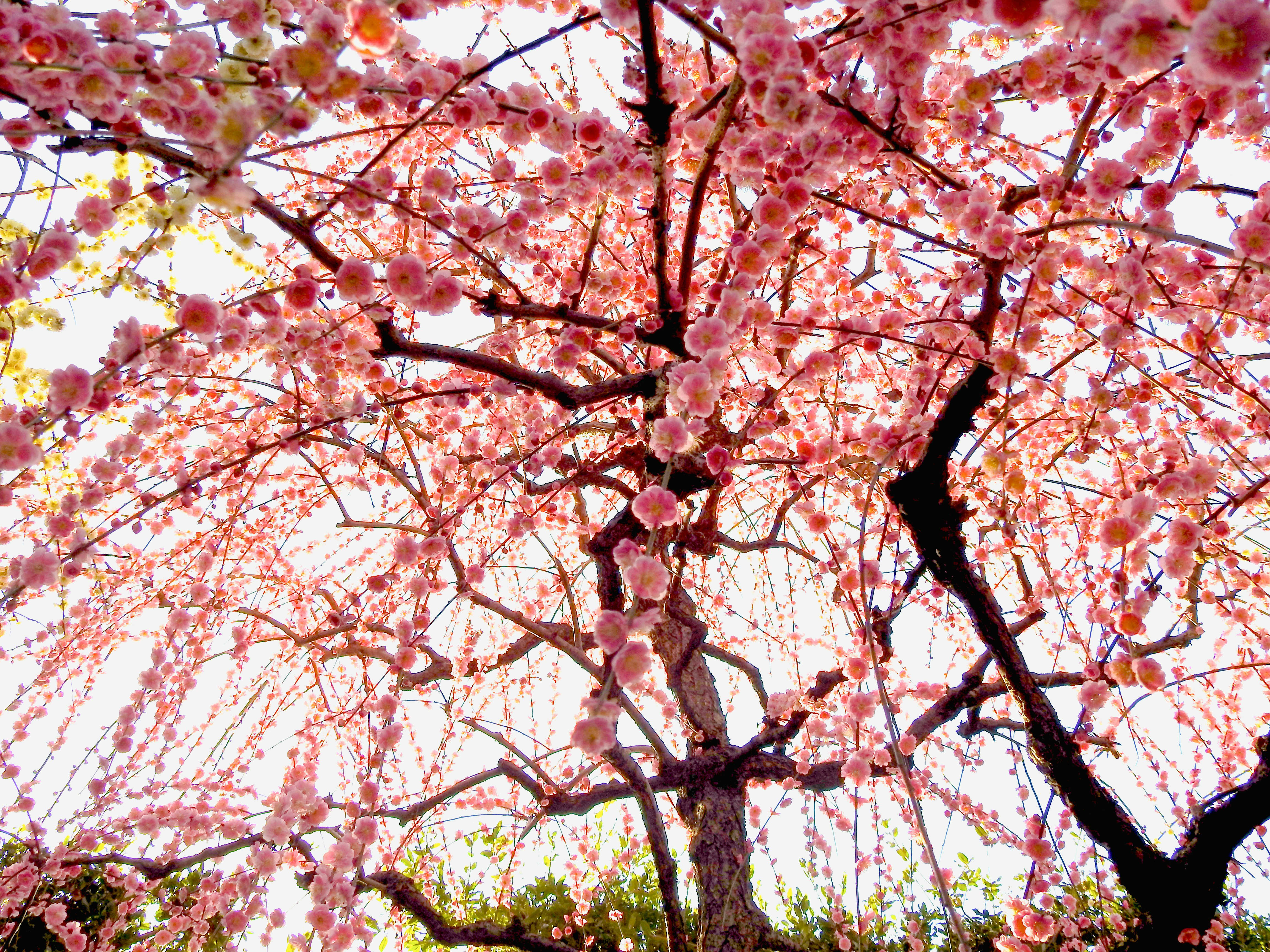 Pink blossoms adorn a beautiful tree. photo – Free Flower Image on Unsplash