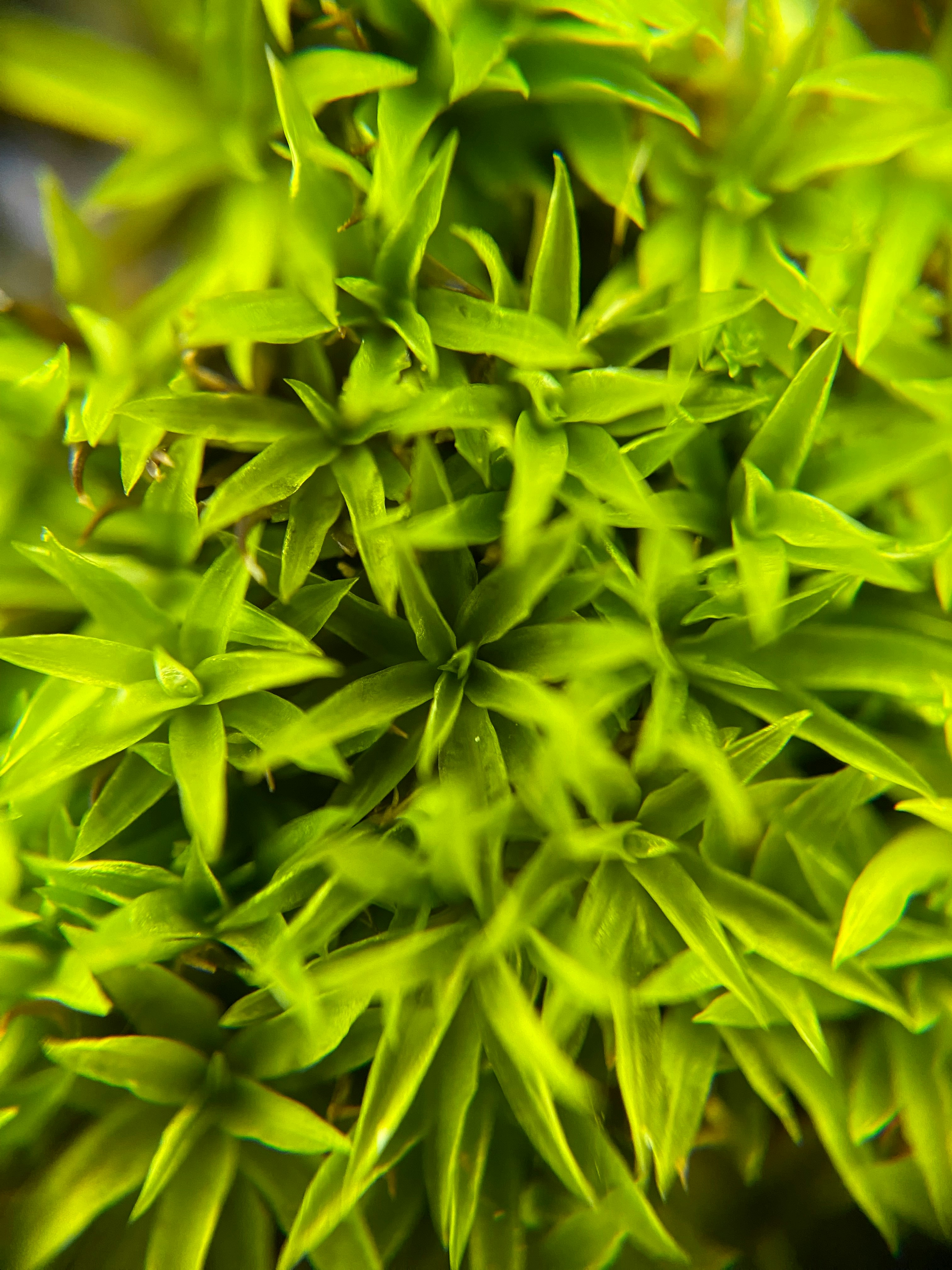 Emerald Starbursts: close-up tapestry of chartreuse leaves
