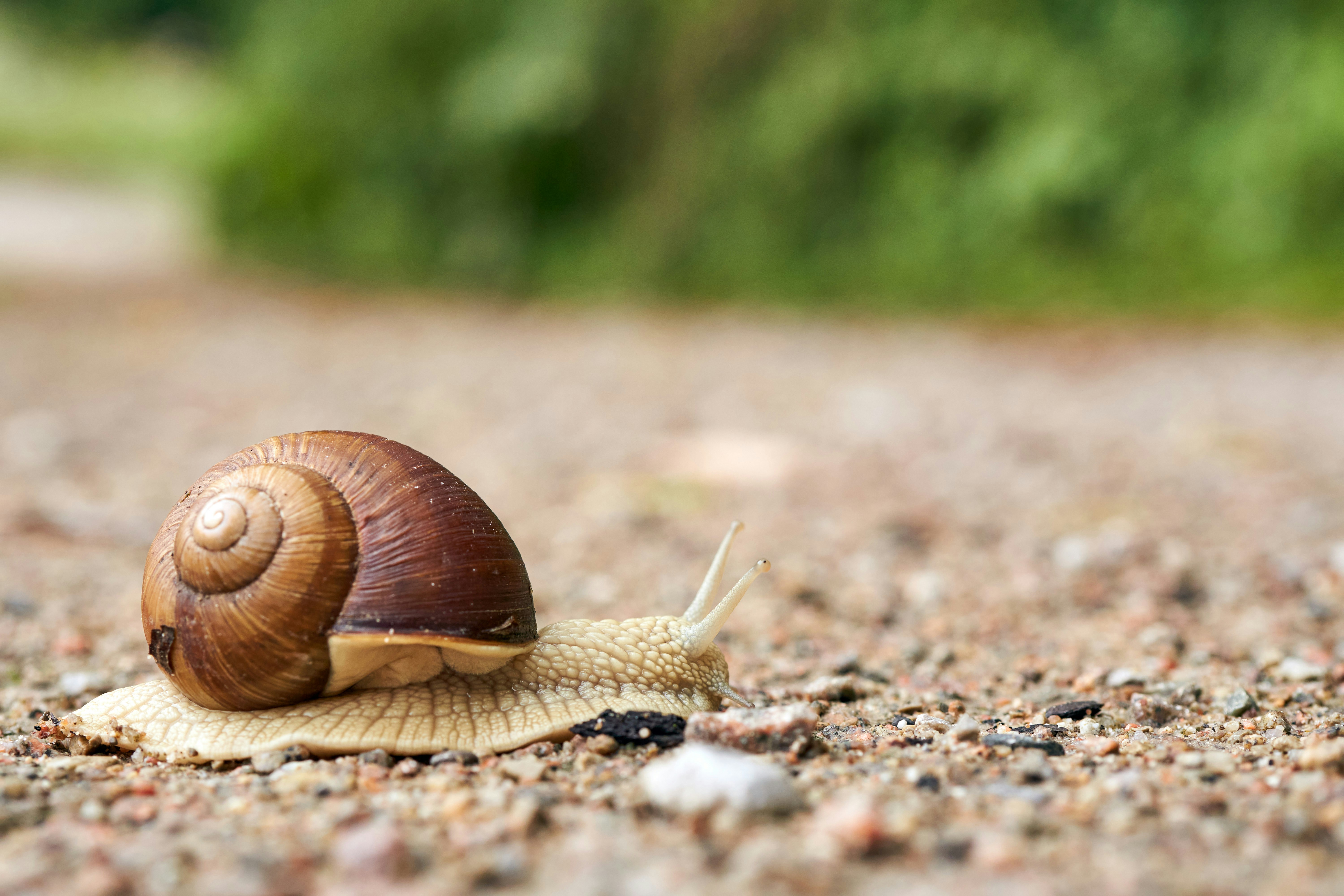 A snail slowly crawls along a gravel path. photo – Free Animal Image on ...