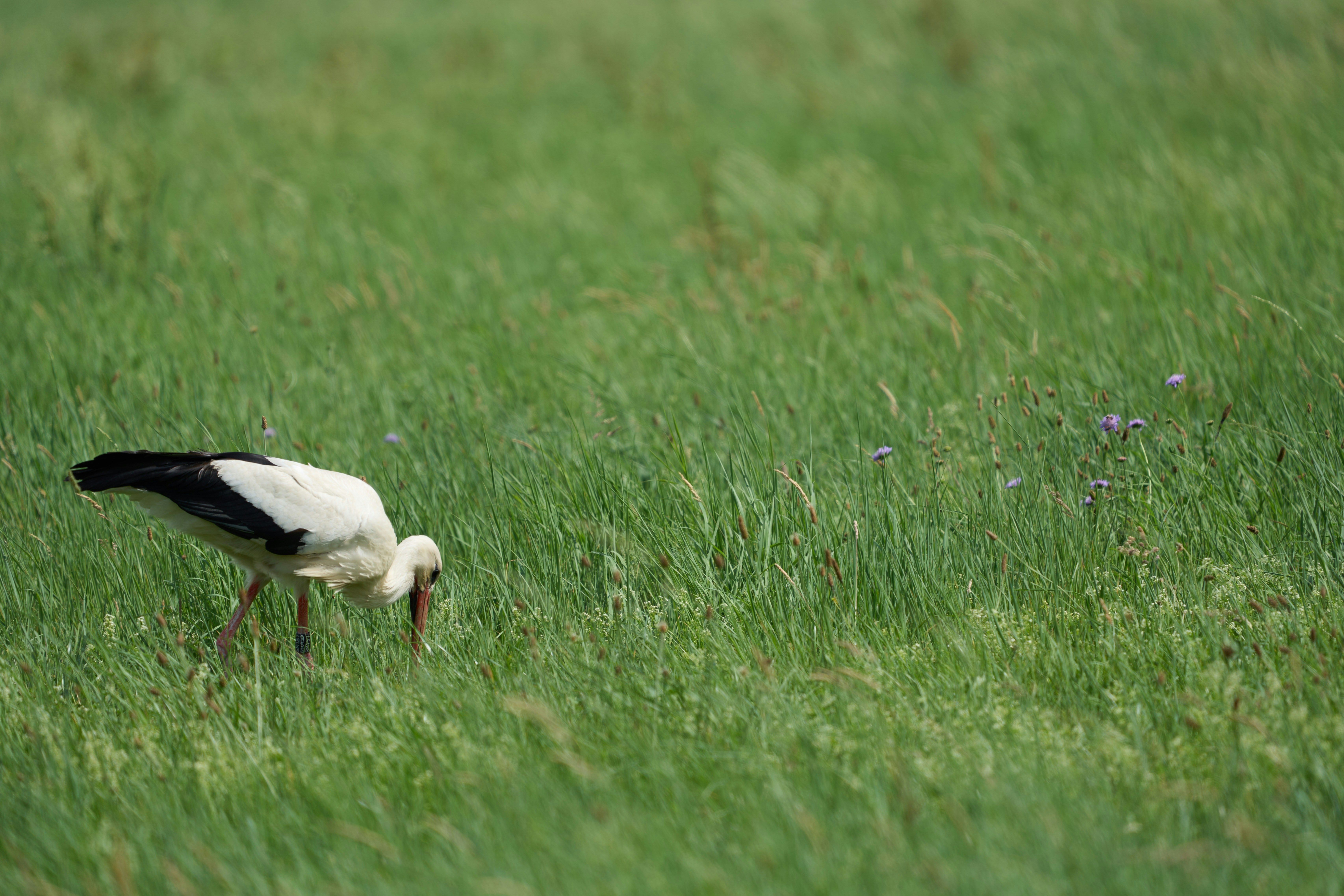 Photo by Wolfgang Hasselmann with Sony Alpha 7 IV