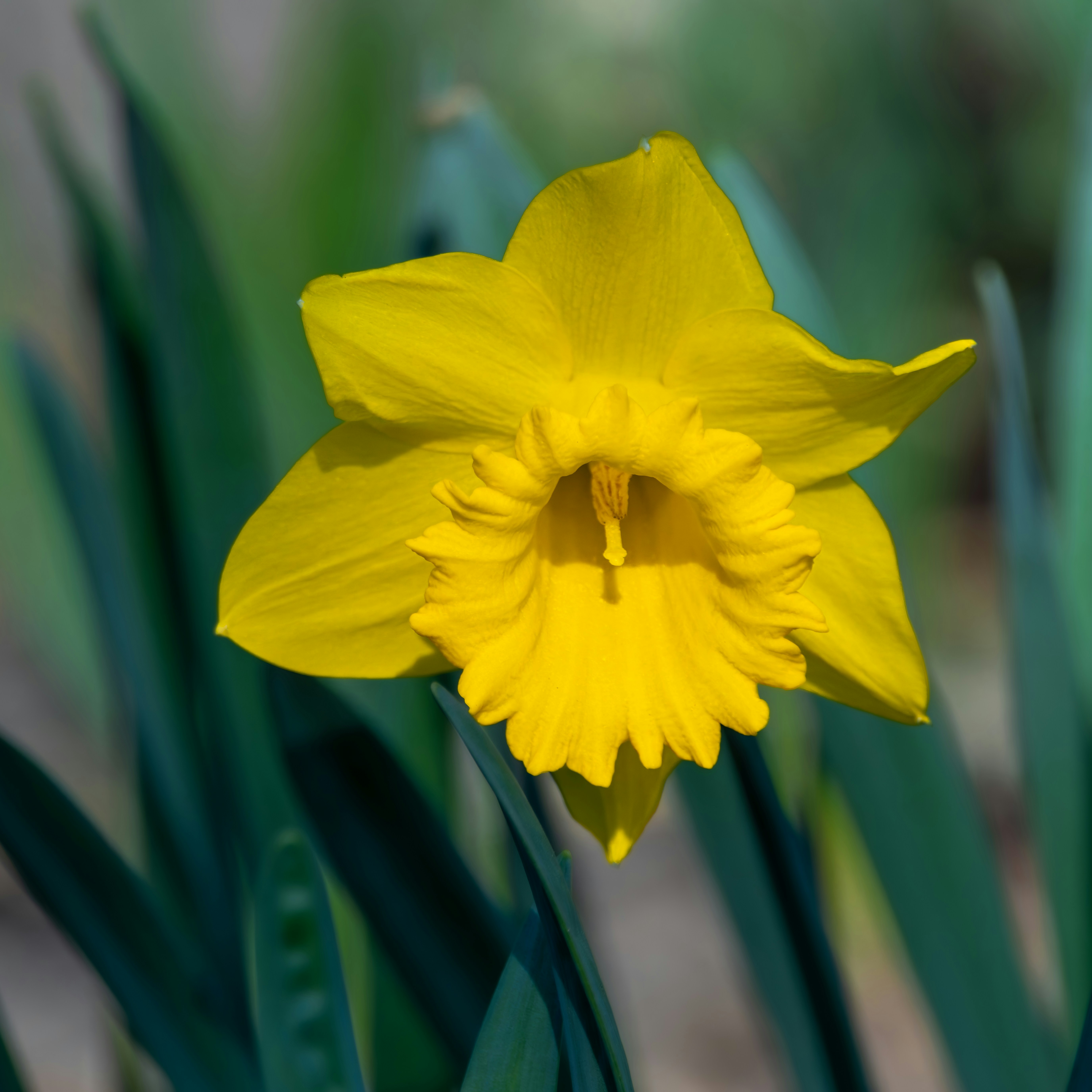 Photo by Siegfried Poepperl with Nikon Z8