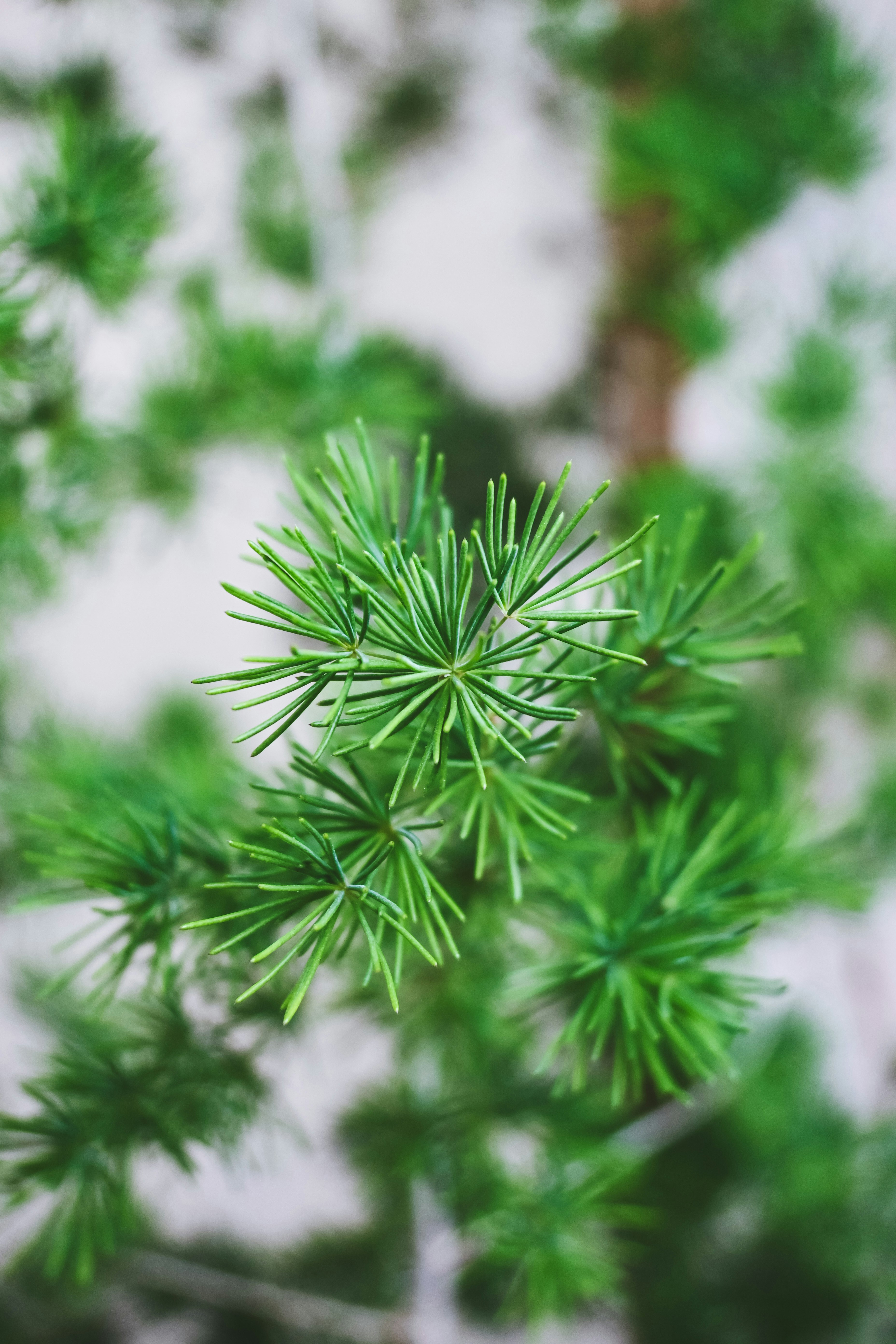 Close-up of vibrant green conifer needles. photo – Free Growth Image on ...