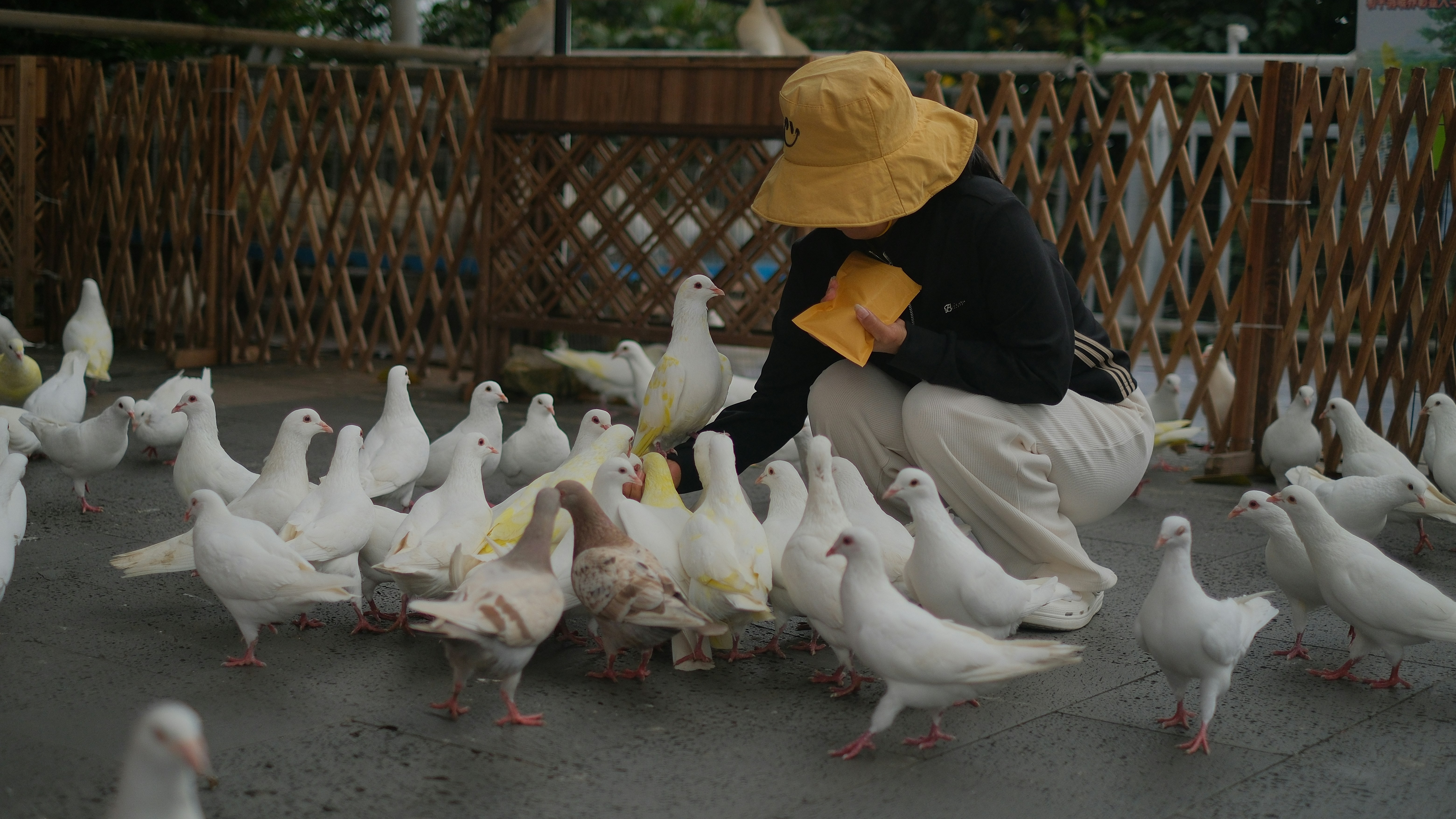 Yellow Hat, Quiet Feeder: A Moment with the Pigeon Parade