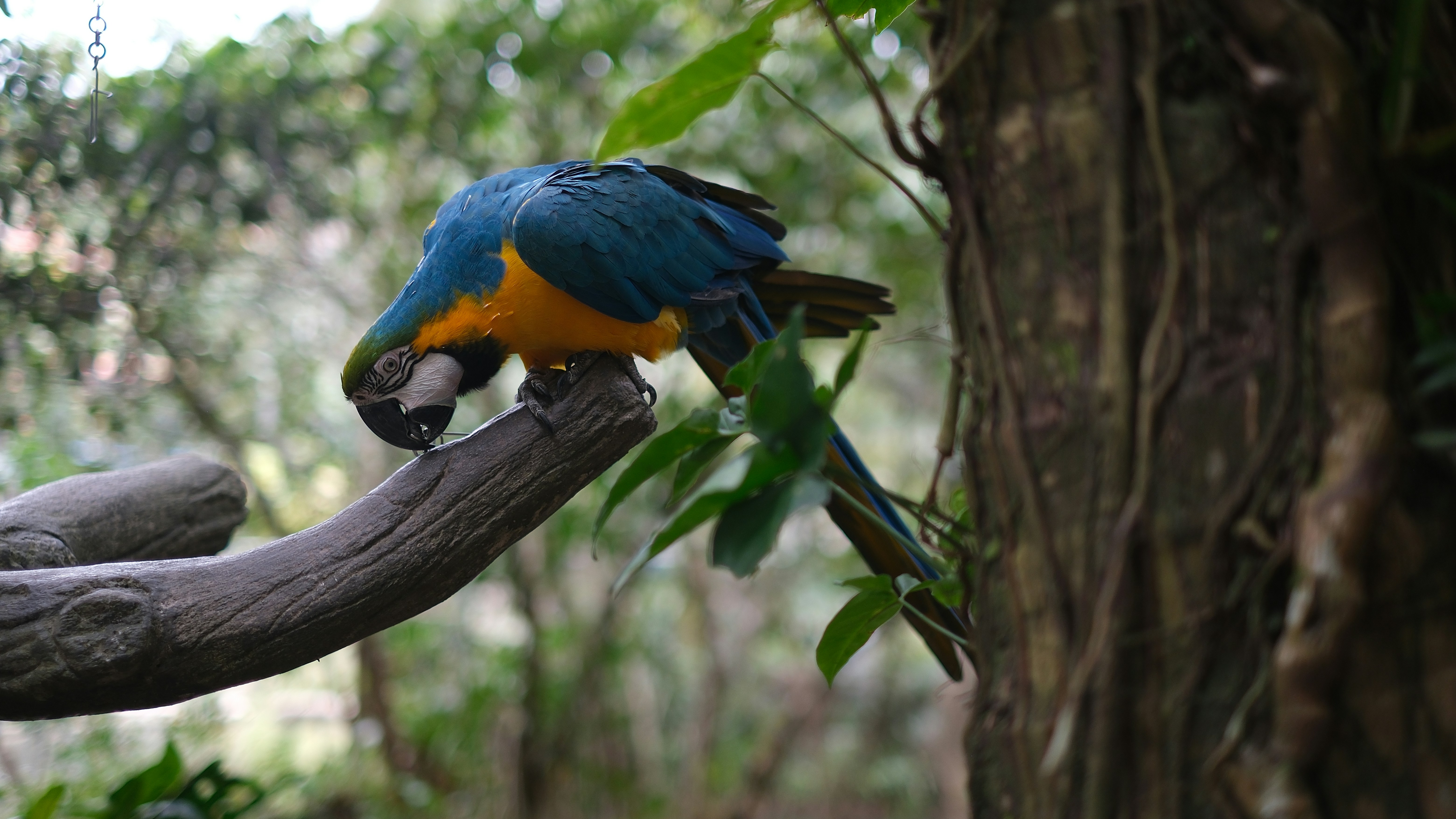 A blue and gold macaw perches on a tree branch. photo – Free Animal ...