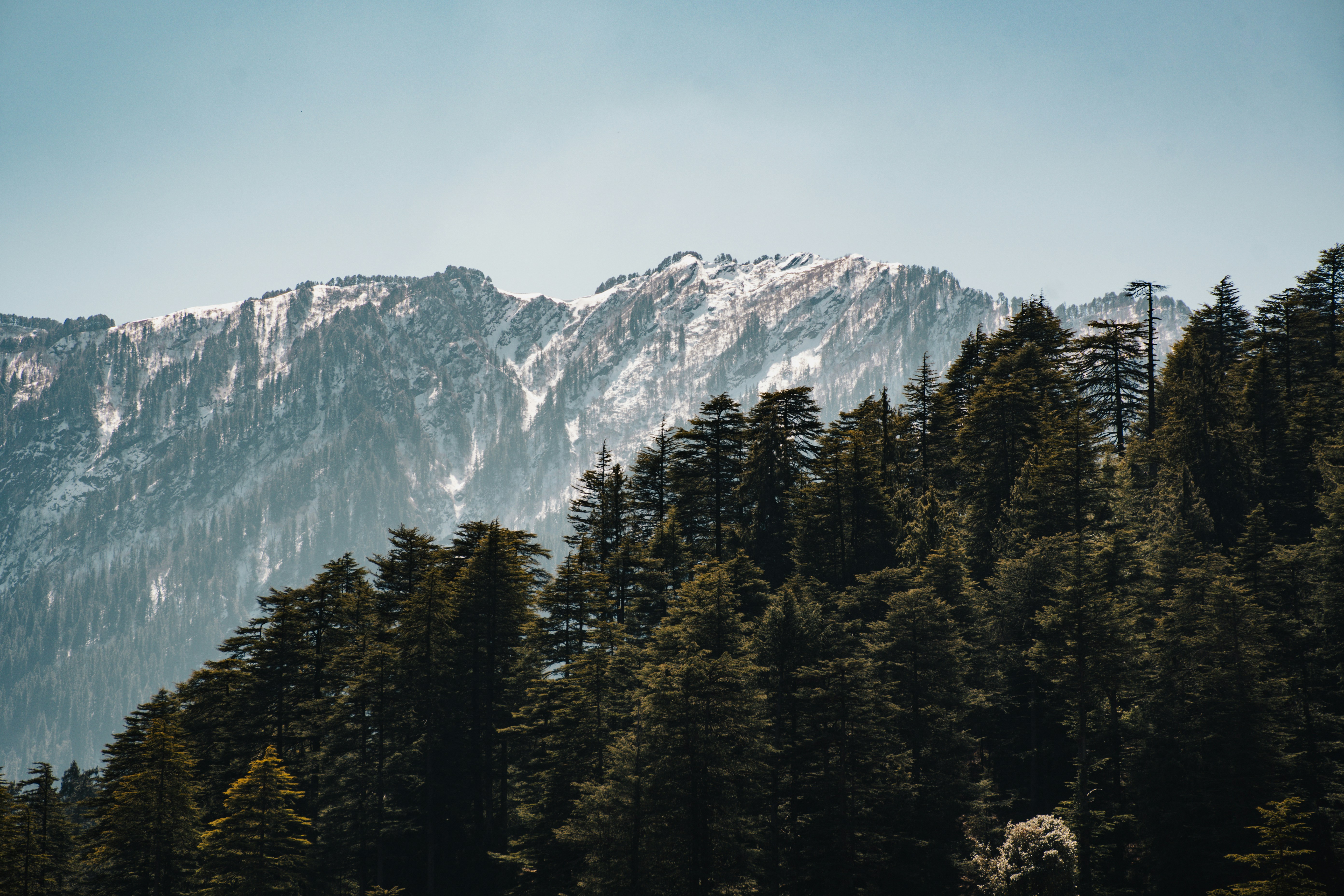Mountains rise above a lush, evergreen forest. photo – Free Forest ...