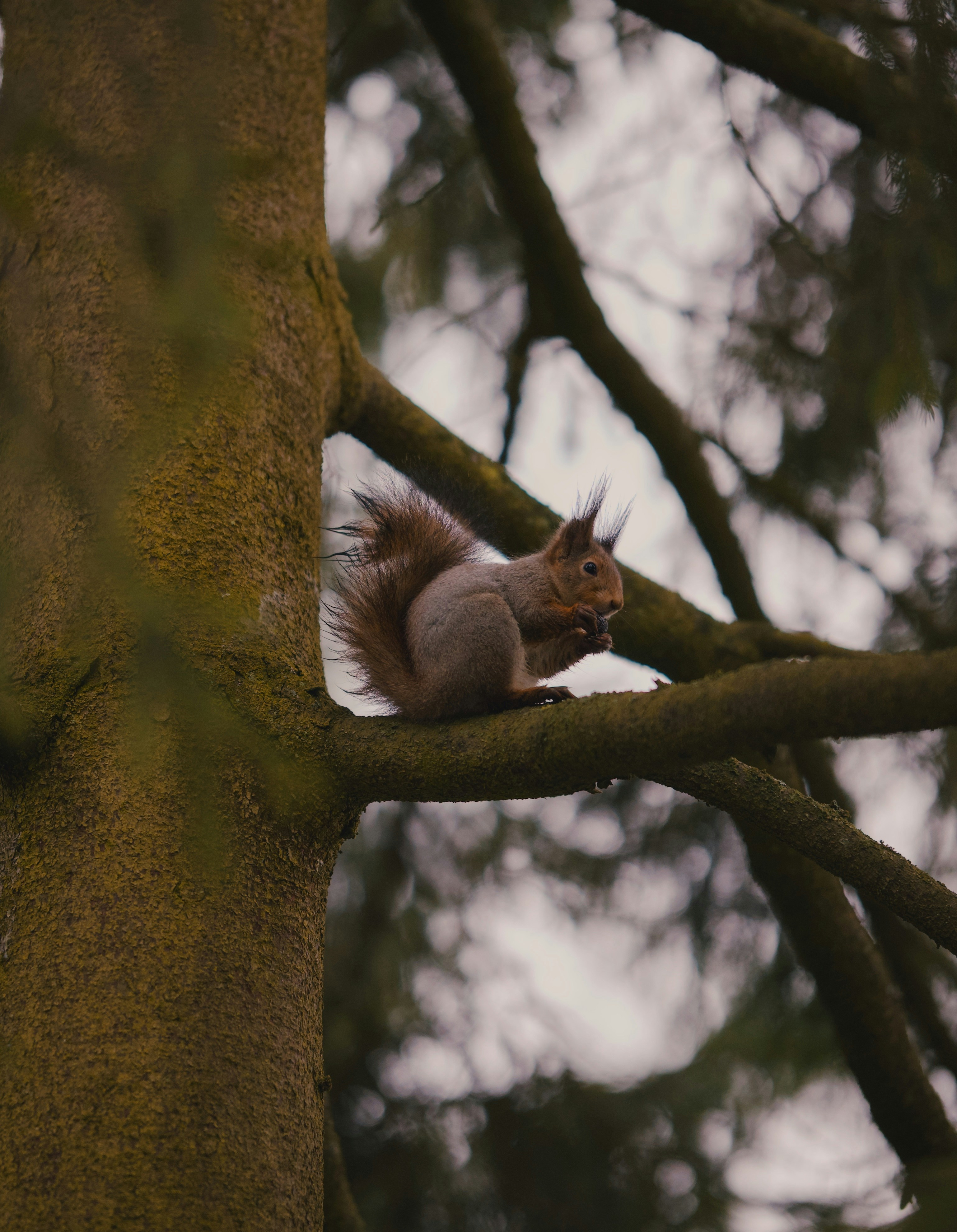 Mossy Perch: A Squirrel's Quiet Snack Amid Branches