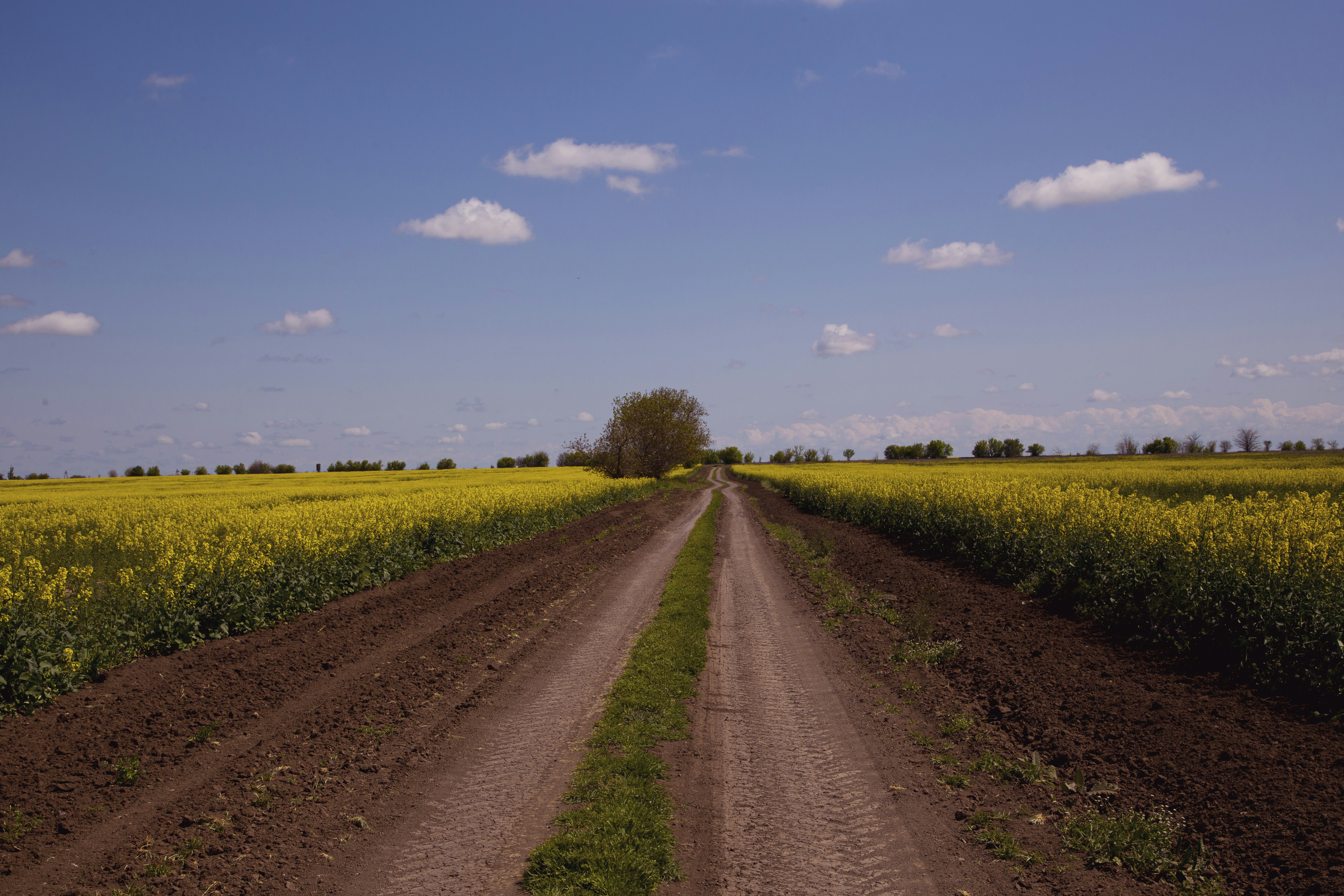 Canola Corridor: Dirt Path to a Lone Tree on the Horizon