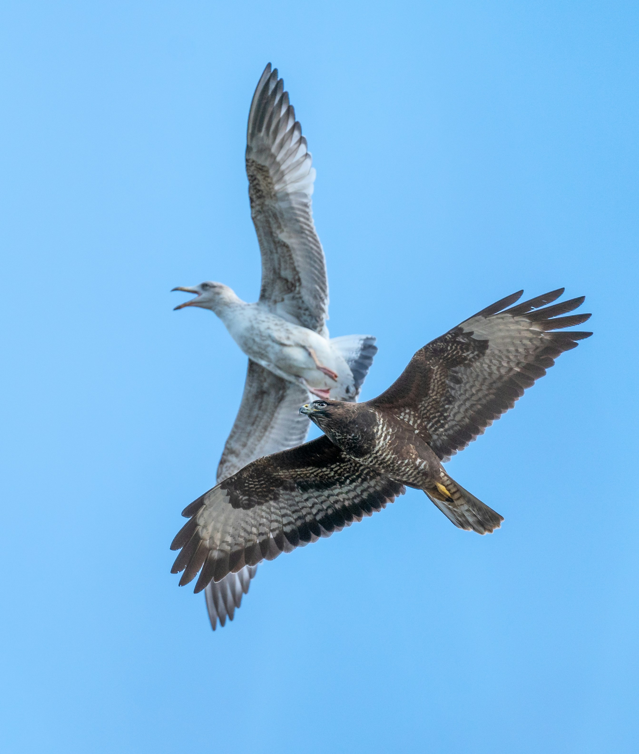 Gull and buzzard in mid-air confrontation against a clear blue sky.