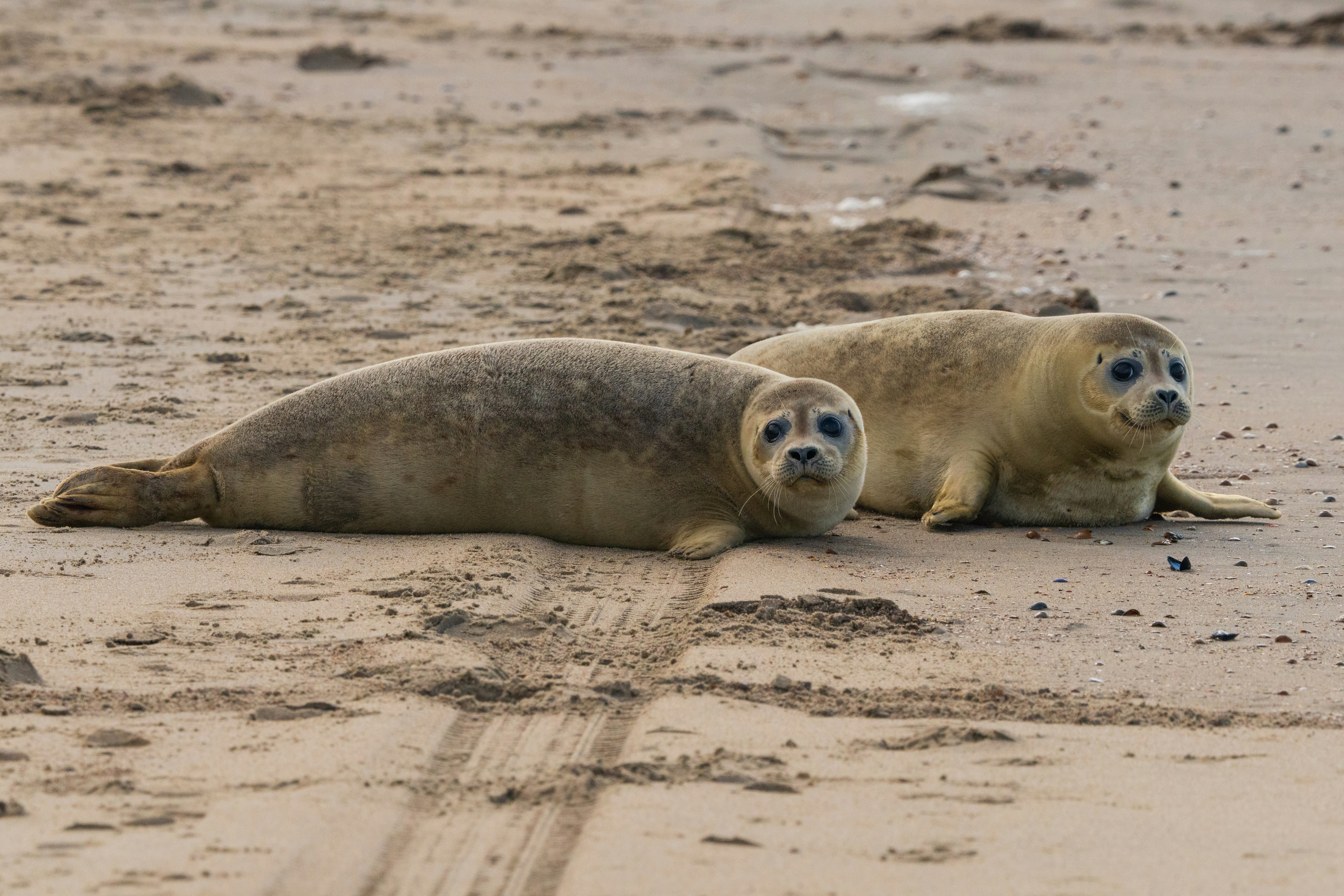Dos focas se relajan en una playa de arena. foto – Imagen de Animal ...