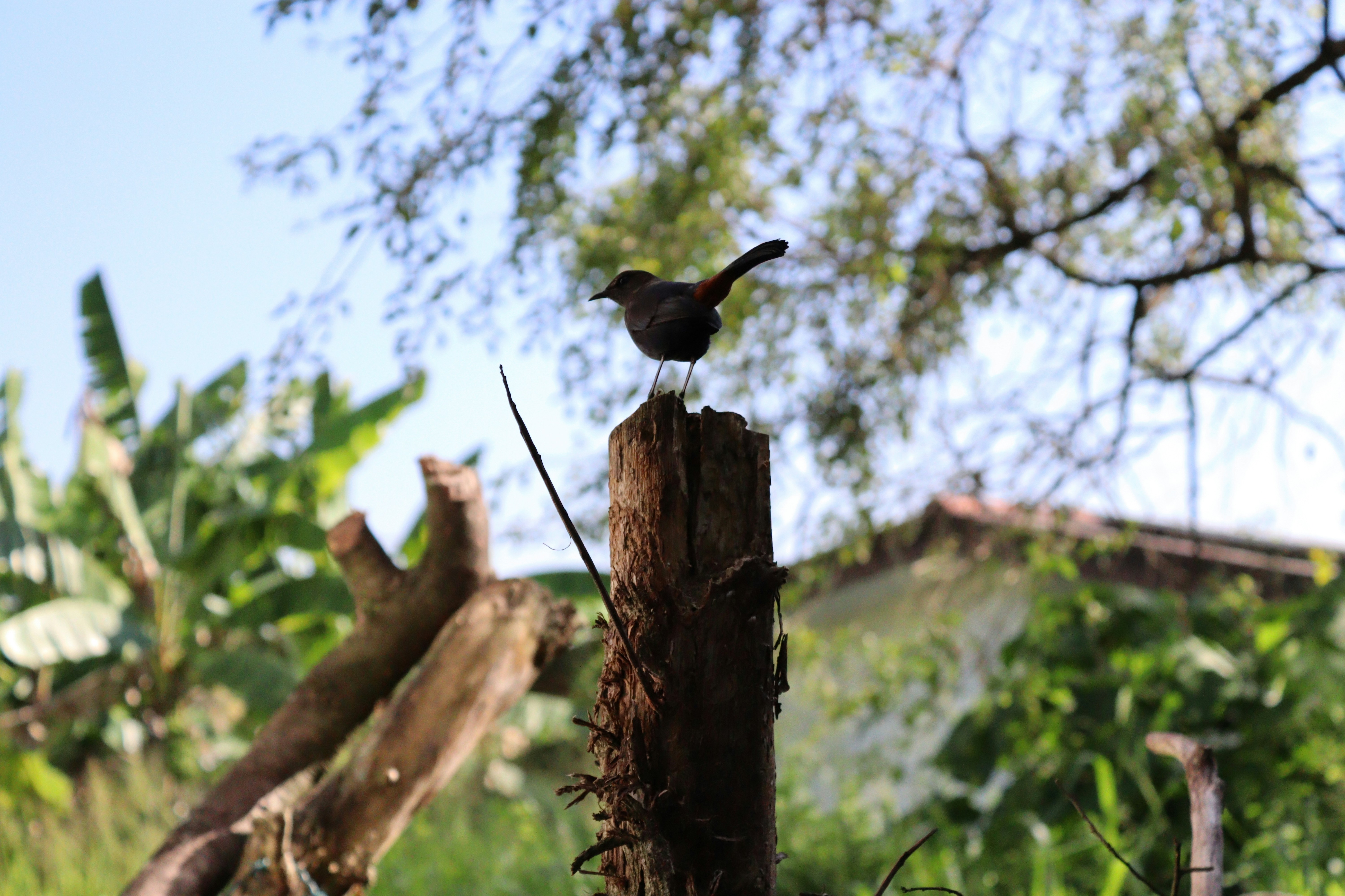 On a Weathered Post: a Small Garden Bird in Dappled Light