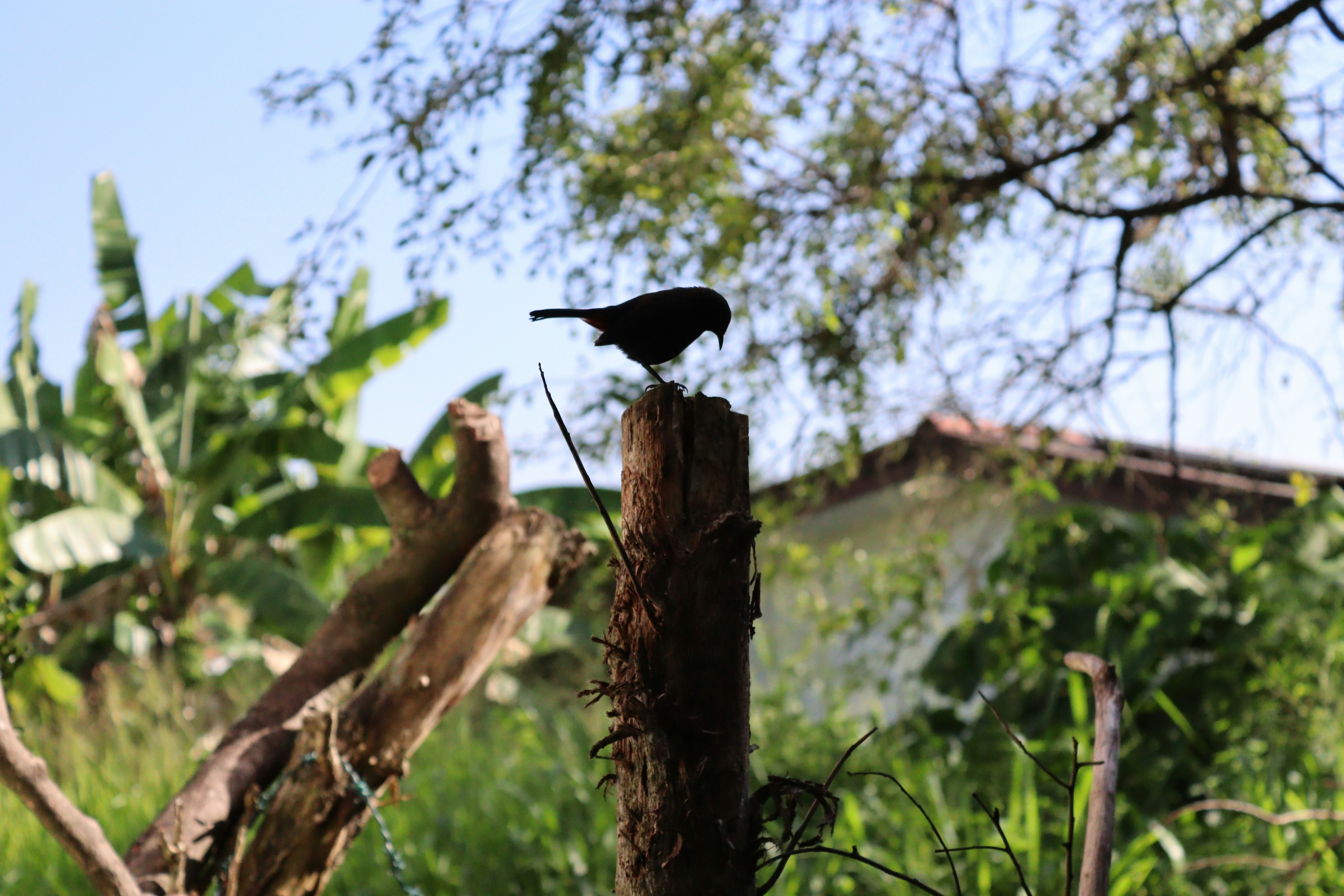 Silhouette on a Weathered Post: A Lone Bird Guarding the Overgrowth