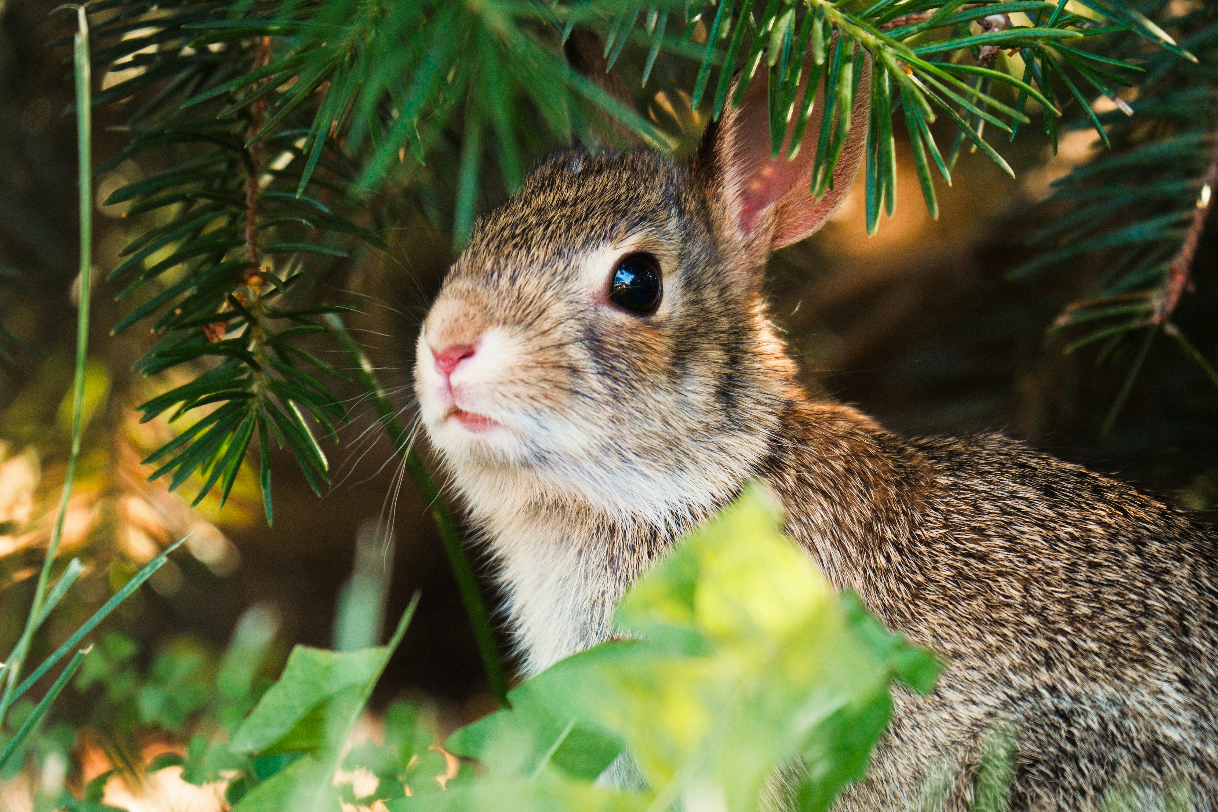 A cute bunny hides under a tree.