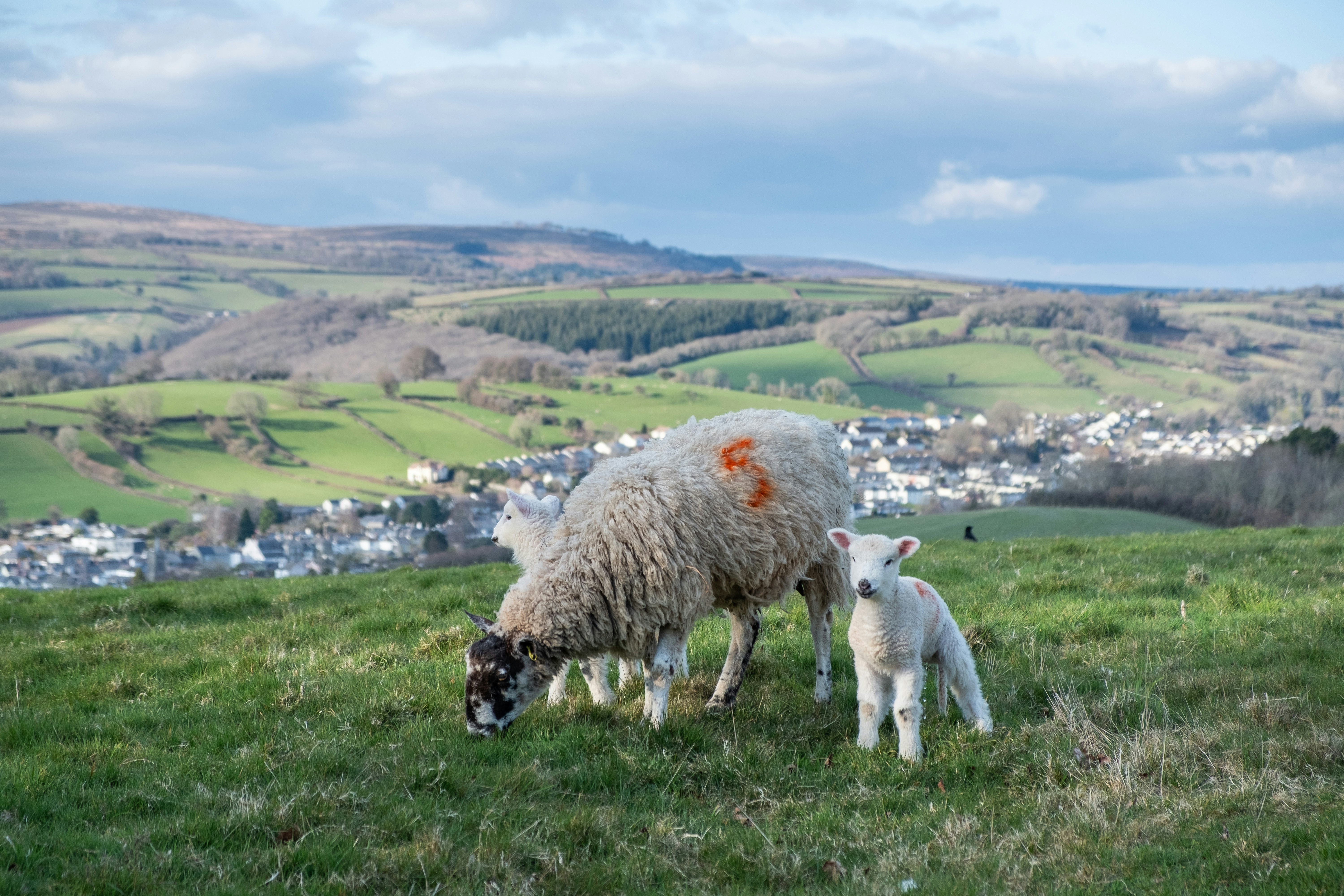Mother Sheep and Lamb on a Hill Overlooking a Patchwork Valley