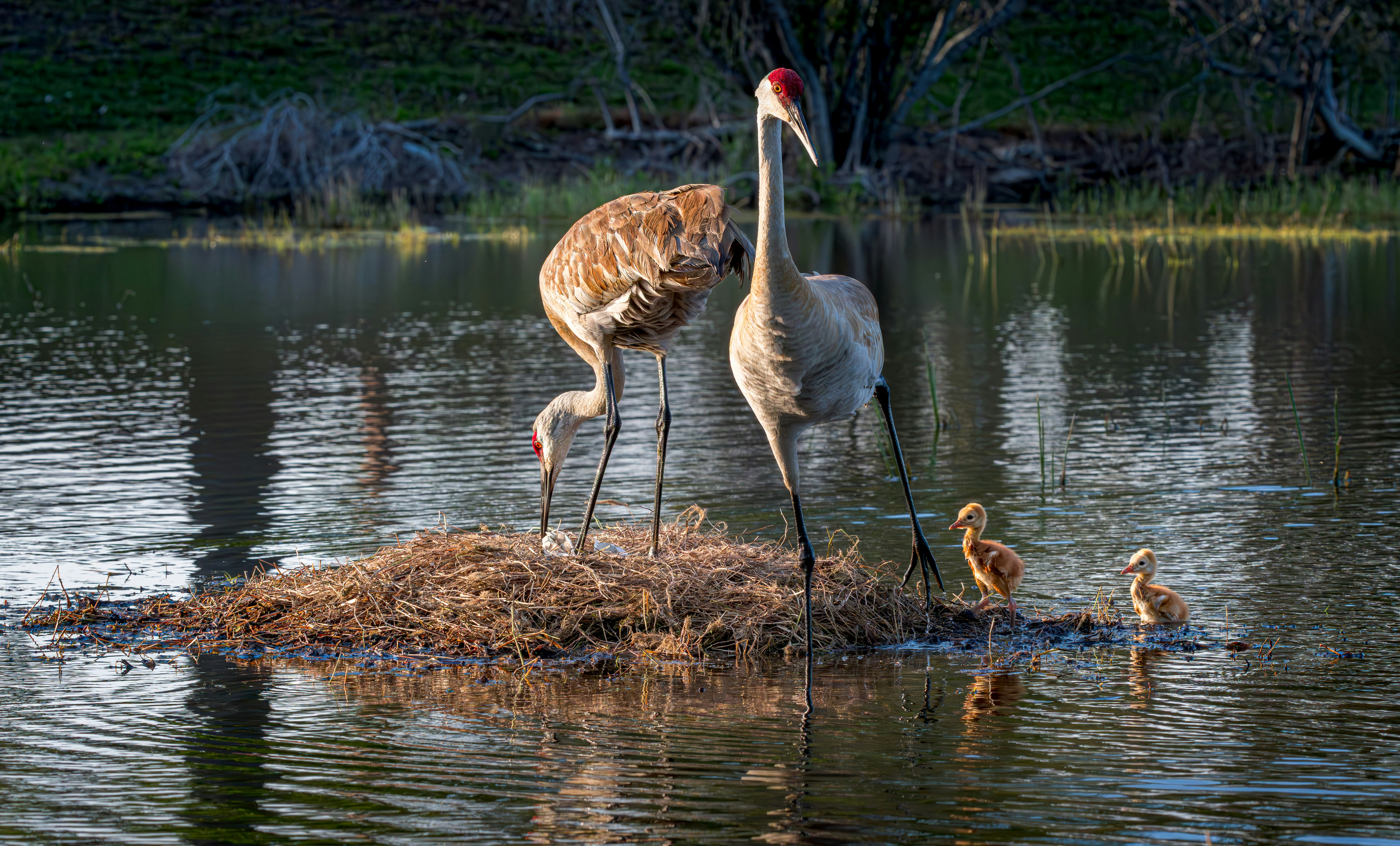 The call of 750,000 sandhill cranes - by Jacqueline Kehoe