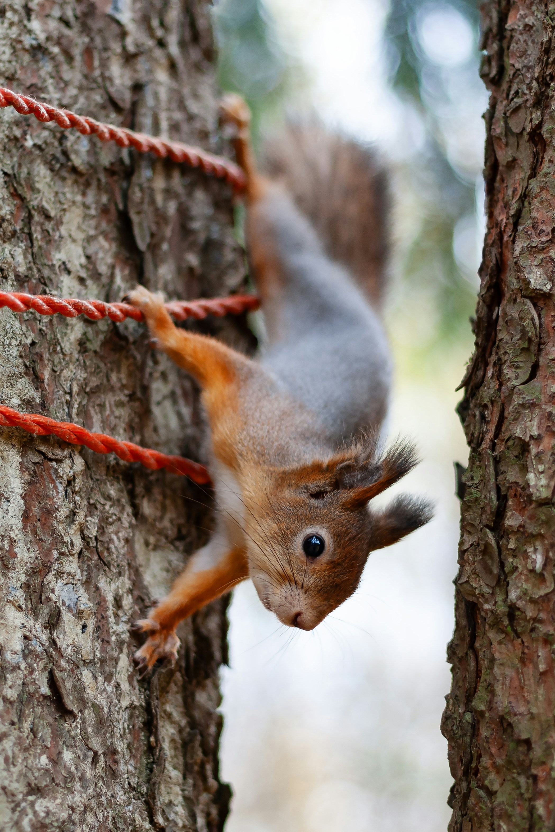 A squirrel hangs upside down on a tree.