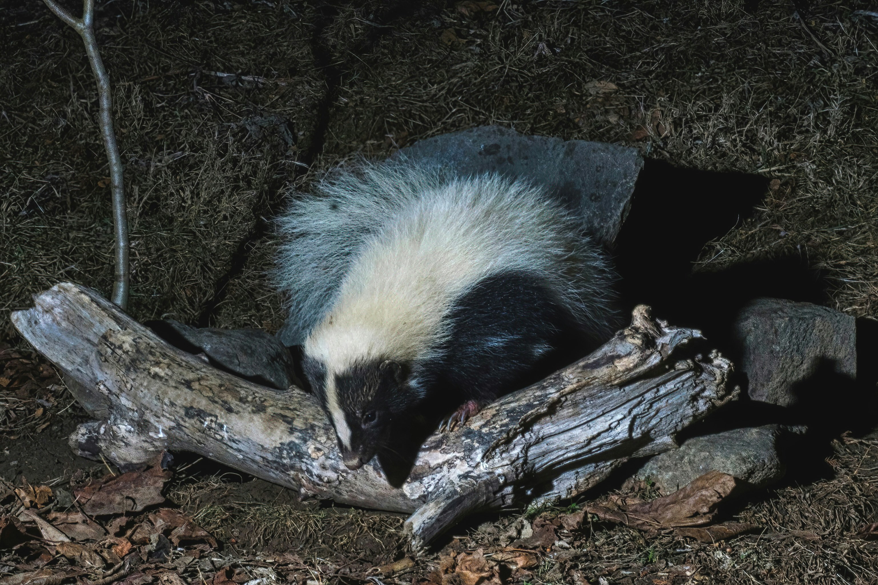 Striped skunk navigating over a fallen log in a dimly lit forest setting.