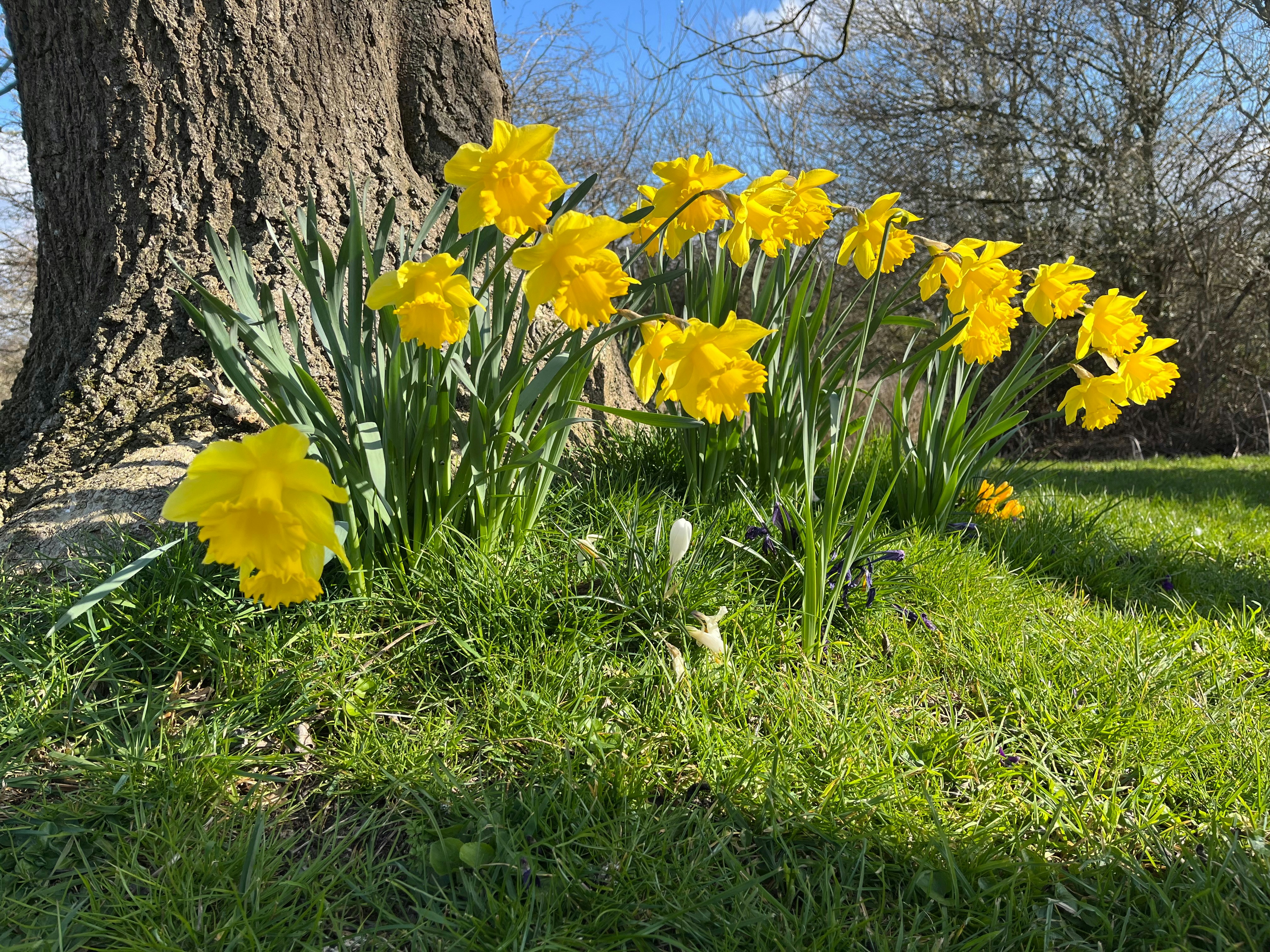 Sunlit Daffodils at the Tree's Edge: A Quiet Spring Moment