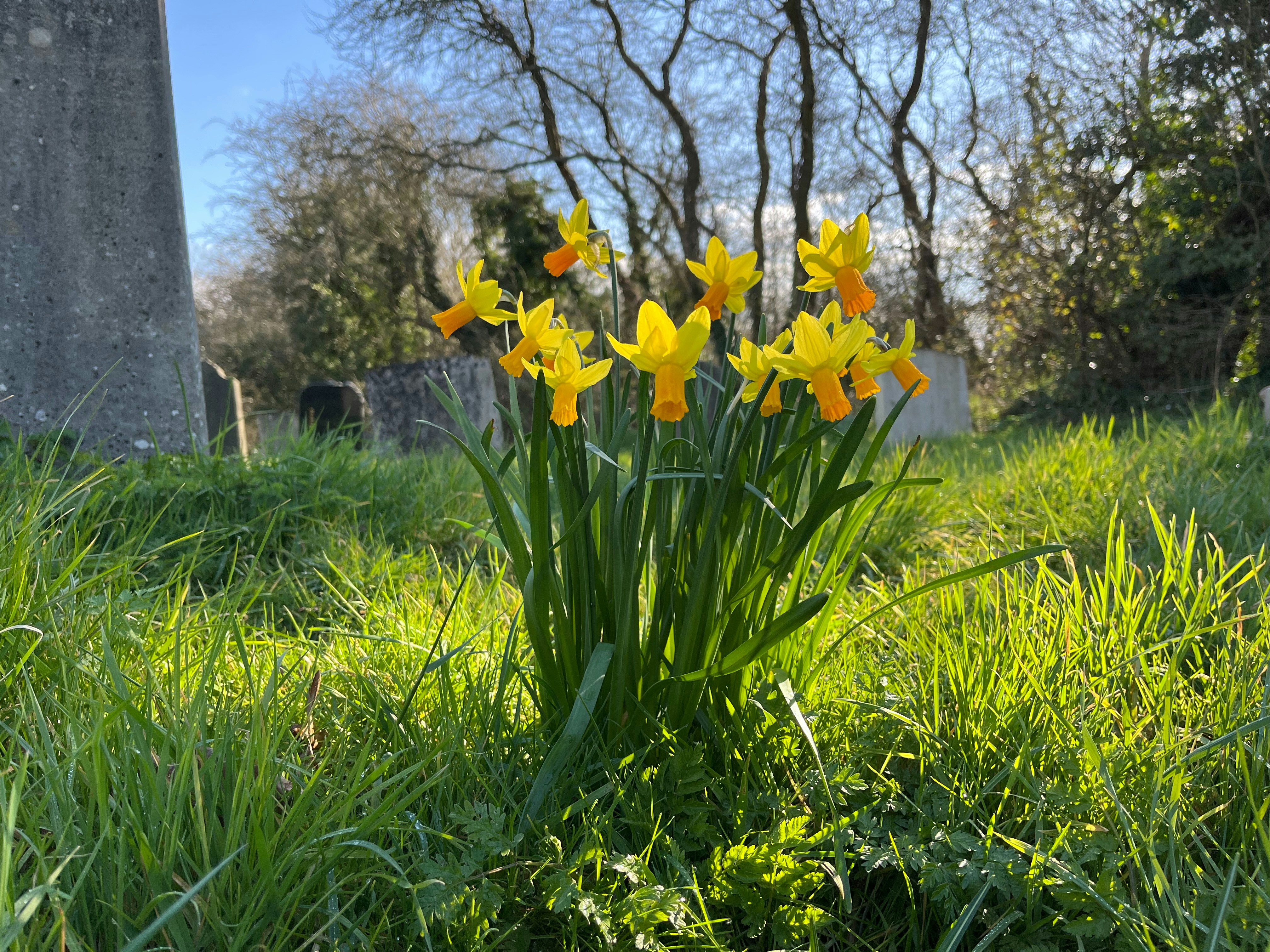 Sunlit Narcissus Stand in a Graveyard Glow