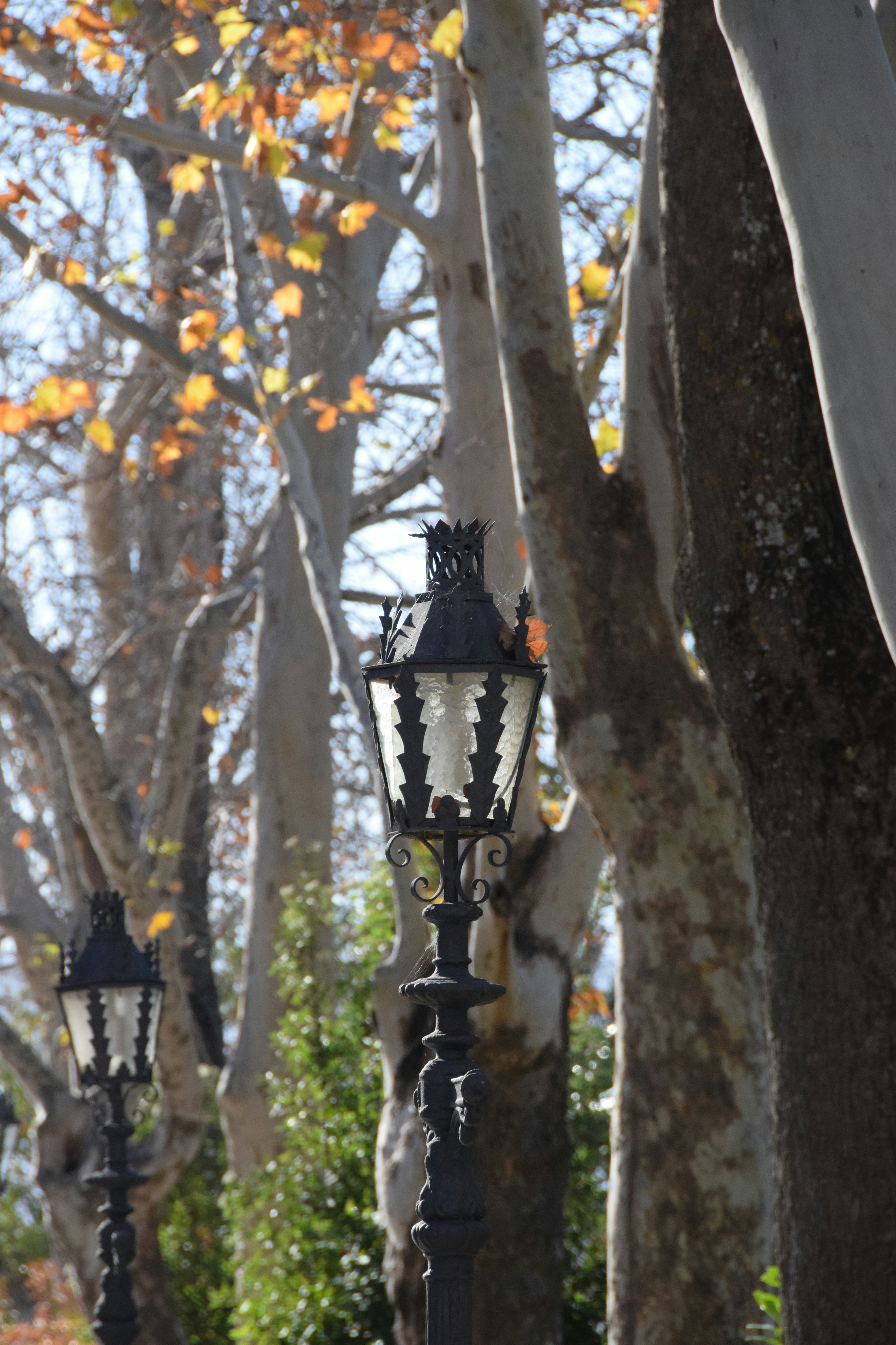 Center Lantern: A Vintage Streetlamp Framed by Autumn Canopy