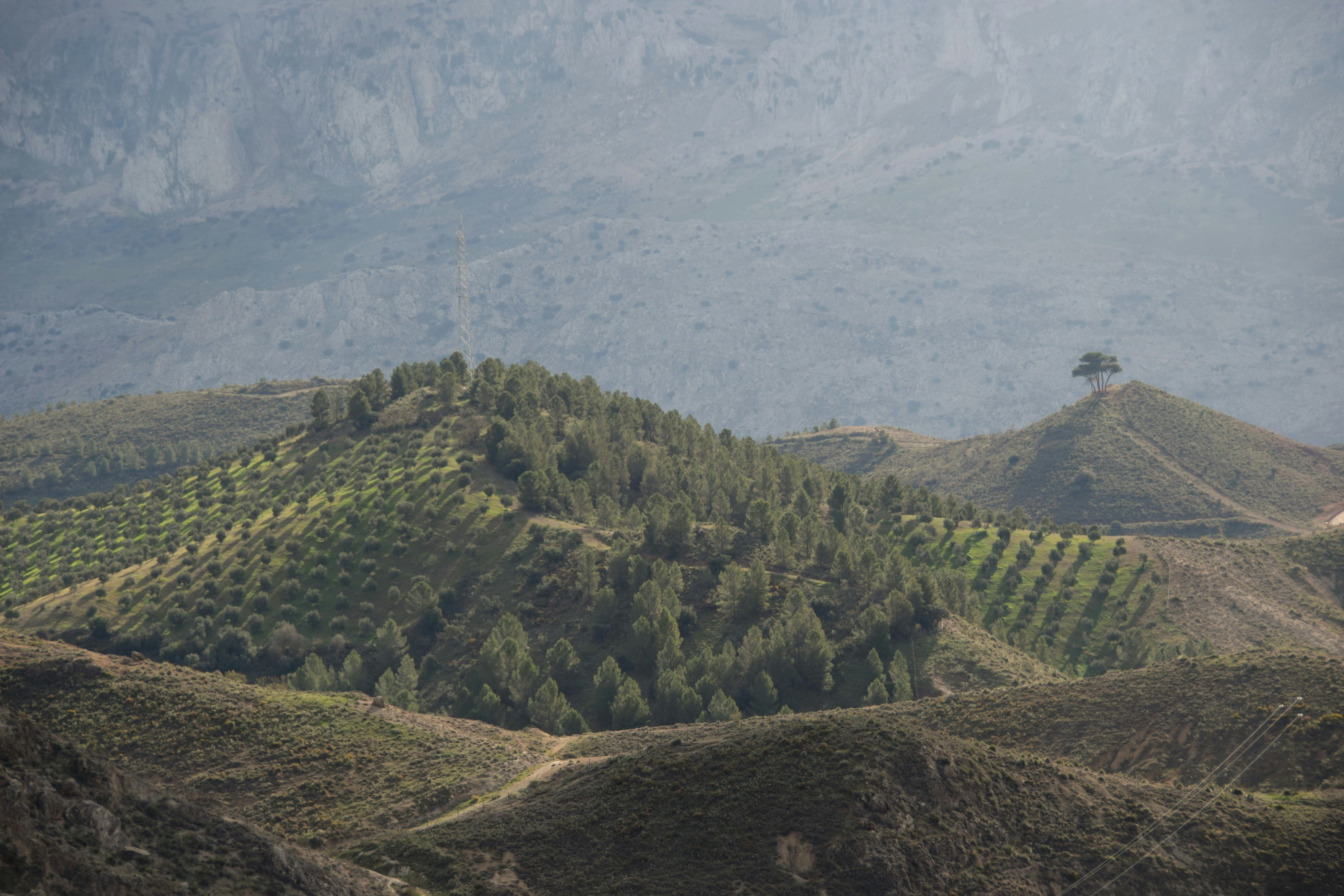 Terraced Hillside: Tree Rows Weave Across a Rolling Landscape