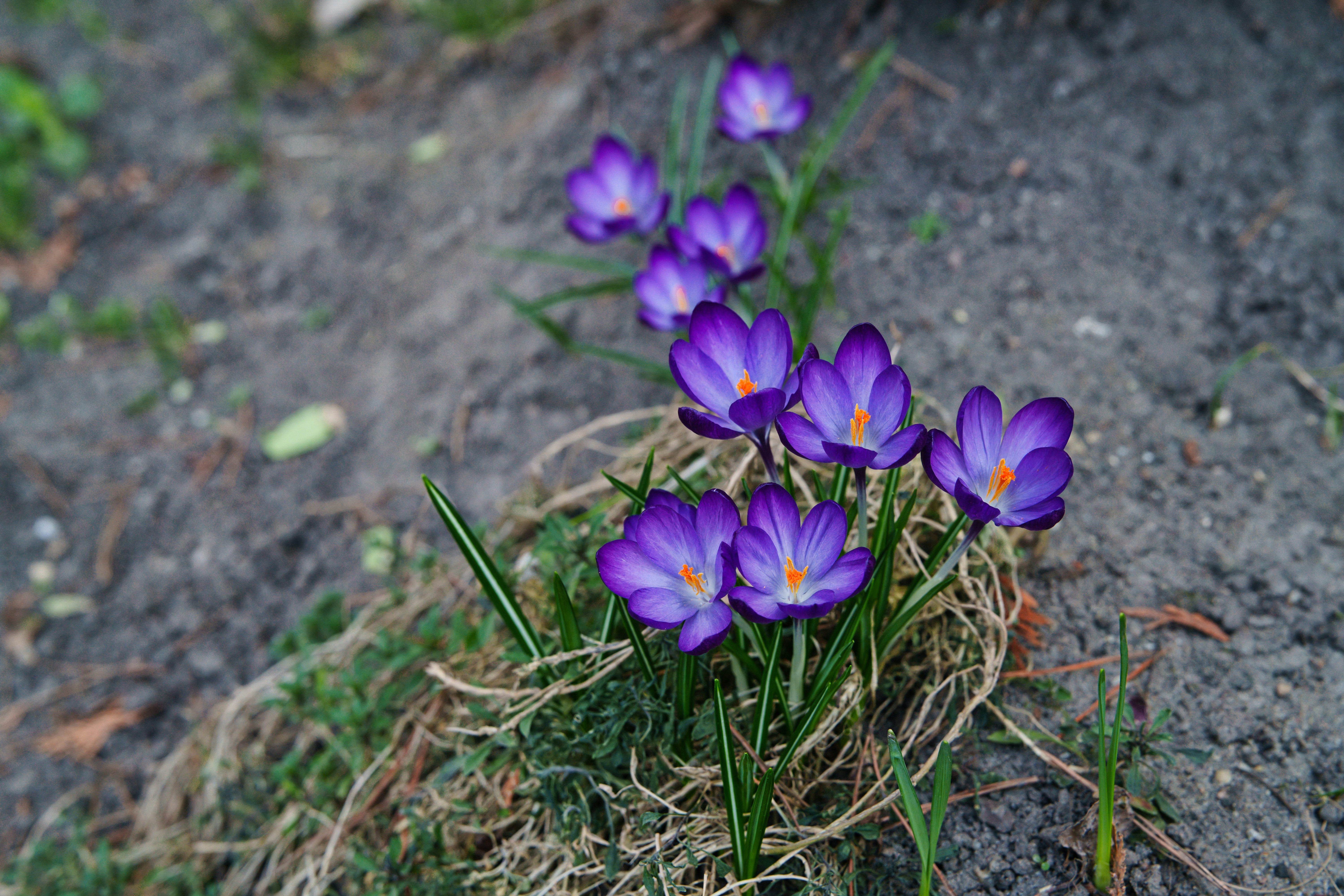 Purple crocuses bloom in the garden. photo – Free Flower Image on Unsplash