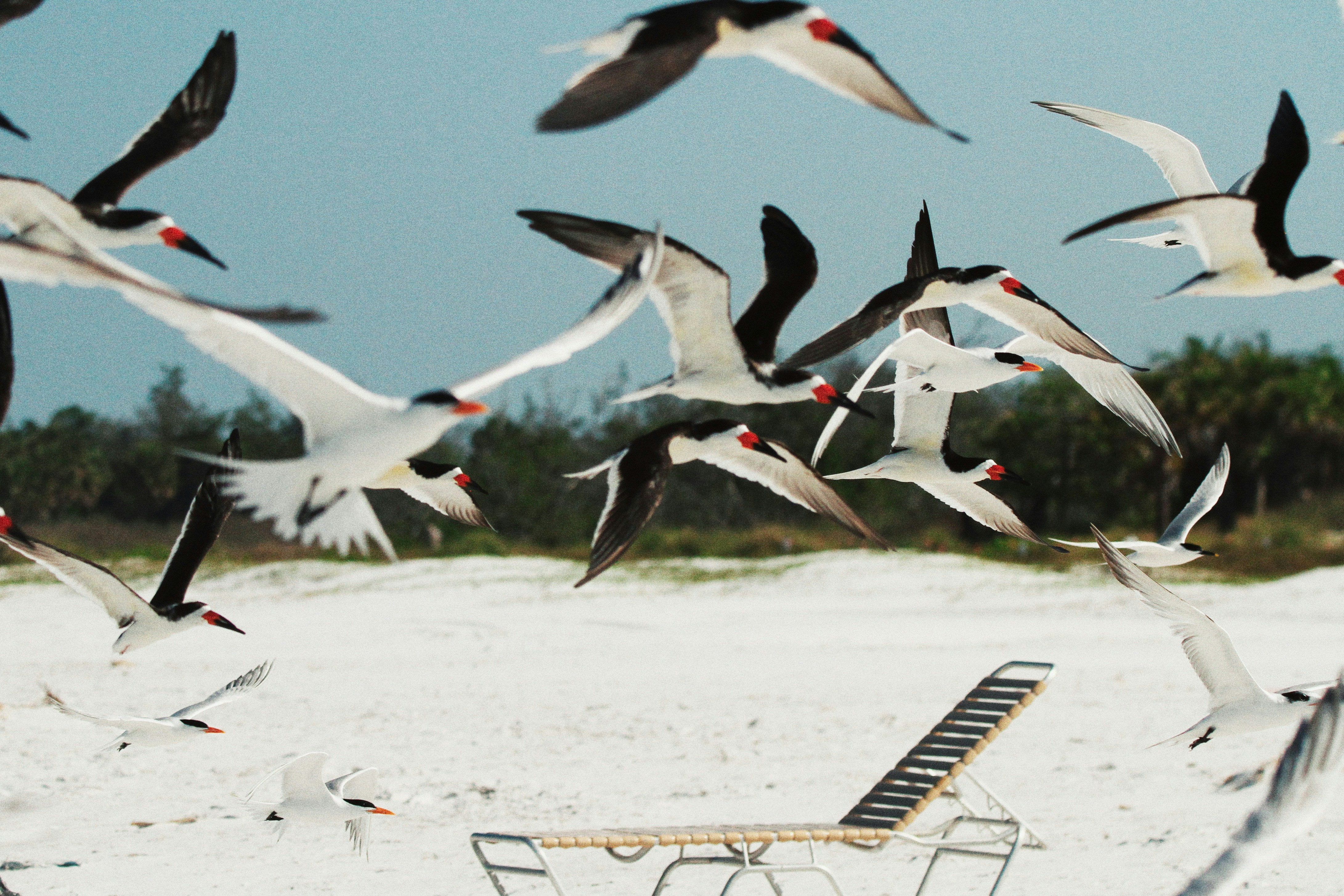 Flight of the Coastal Black Skimmers