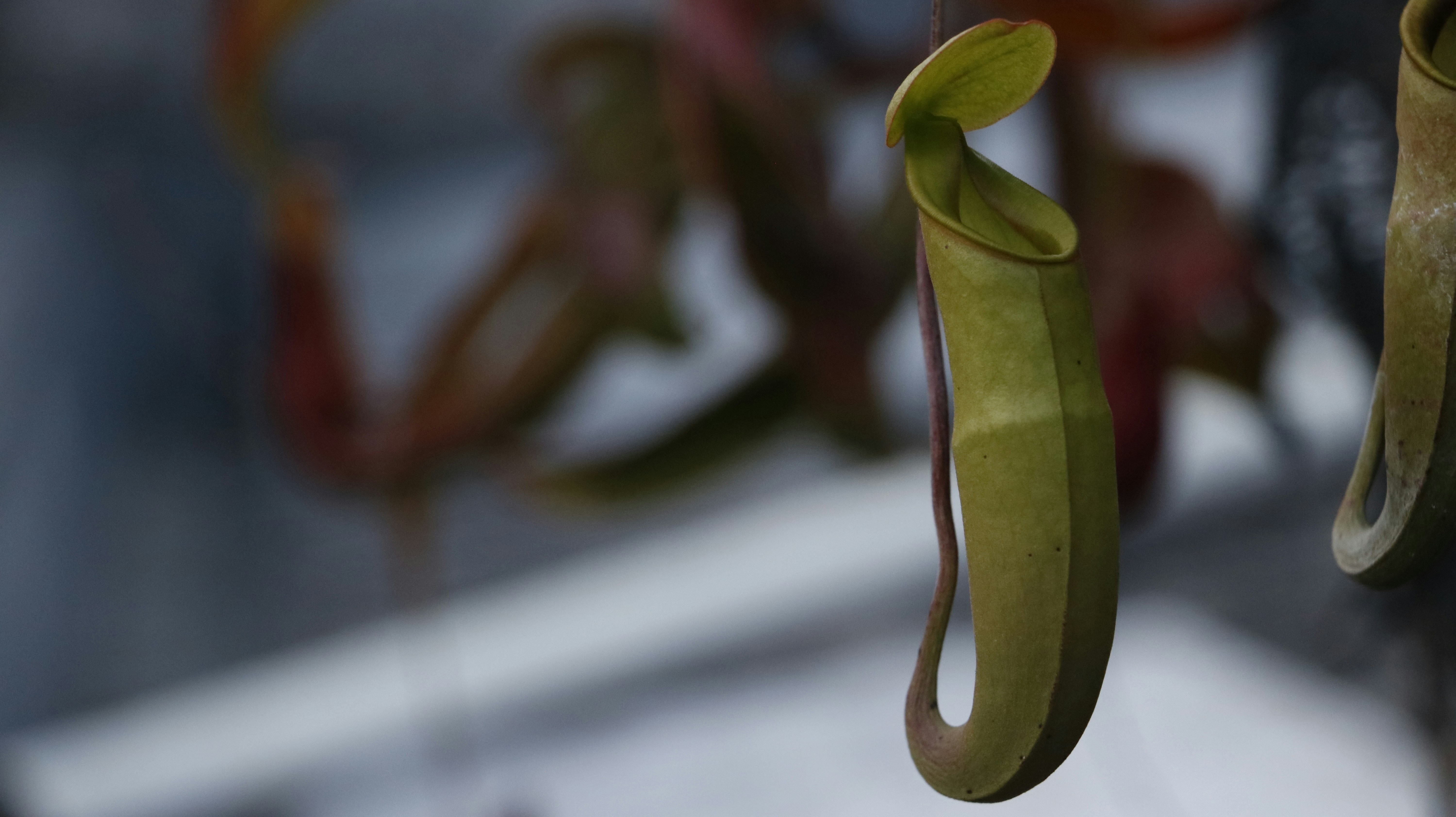 Close-up of a hanging pitcher plant with blurred background, highlighting the curved trap and color variation.