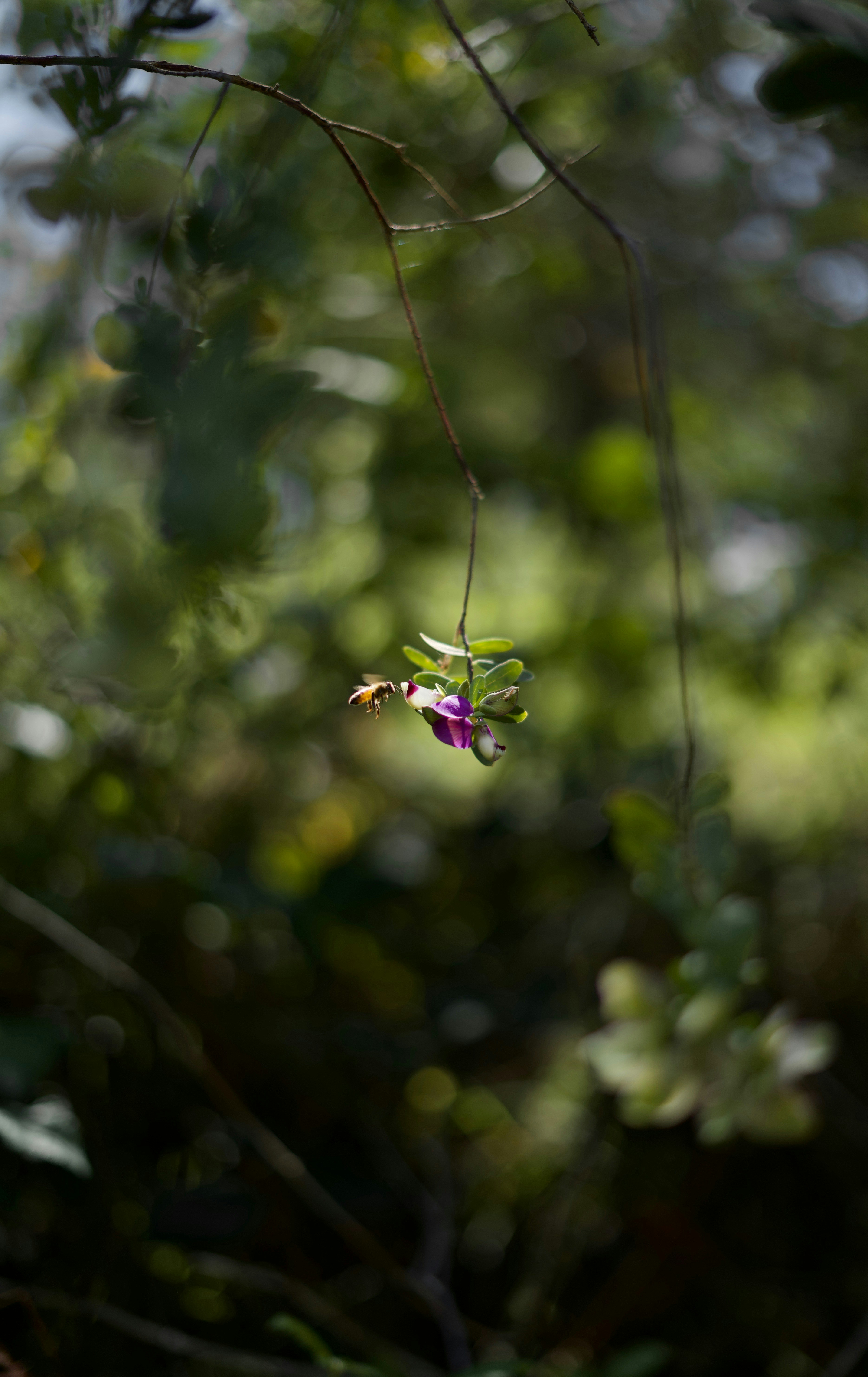 Suspended Jewel: a tiny purple bloom framed by forest light