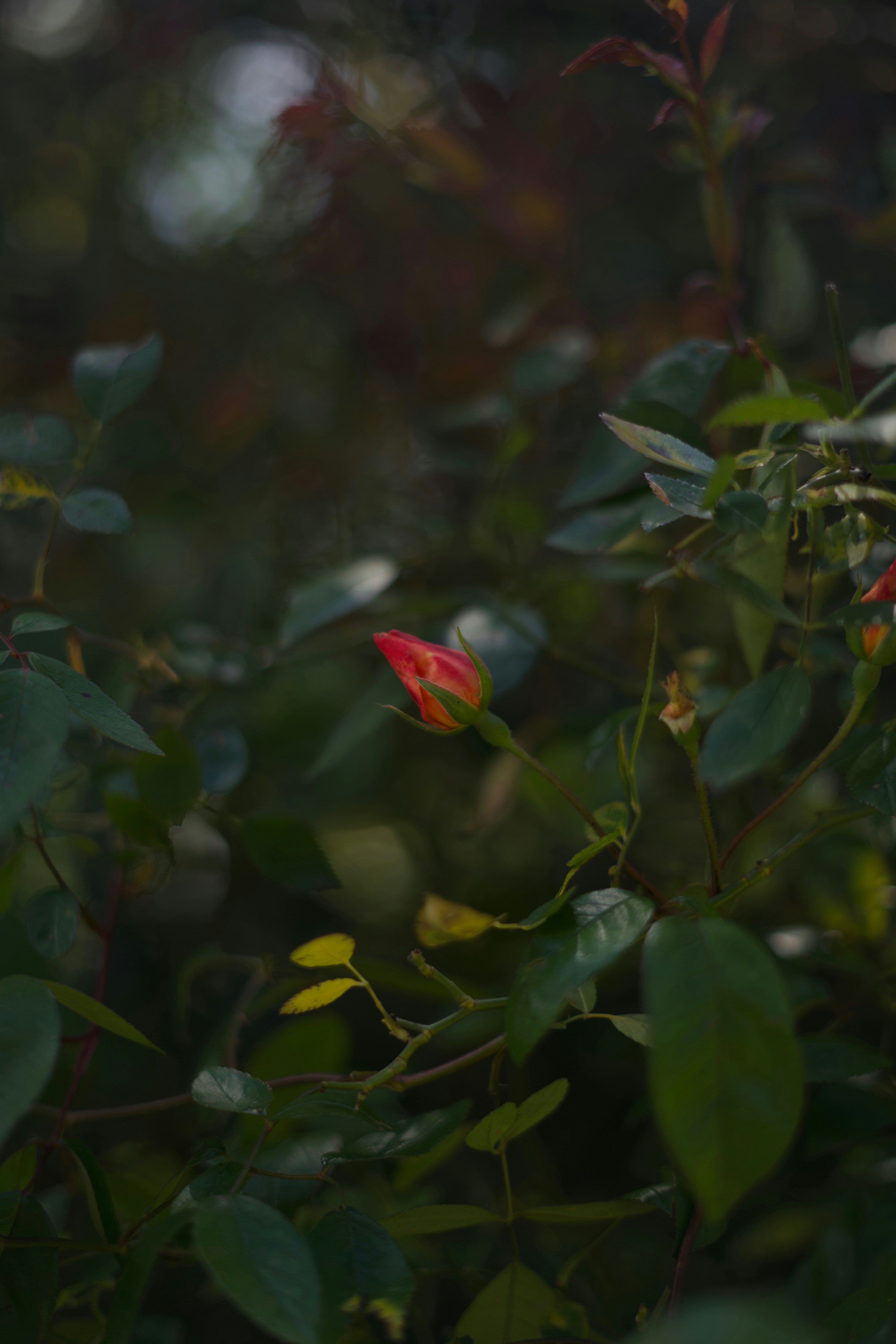 Un capullo de rosa roja se asoma de las hojas verdes. foto – Imagen de ...