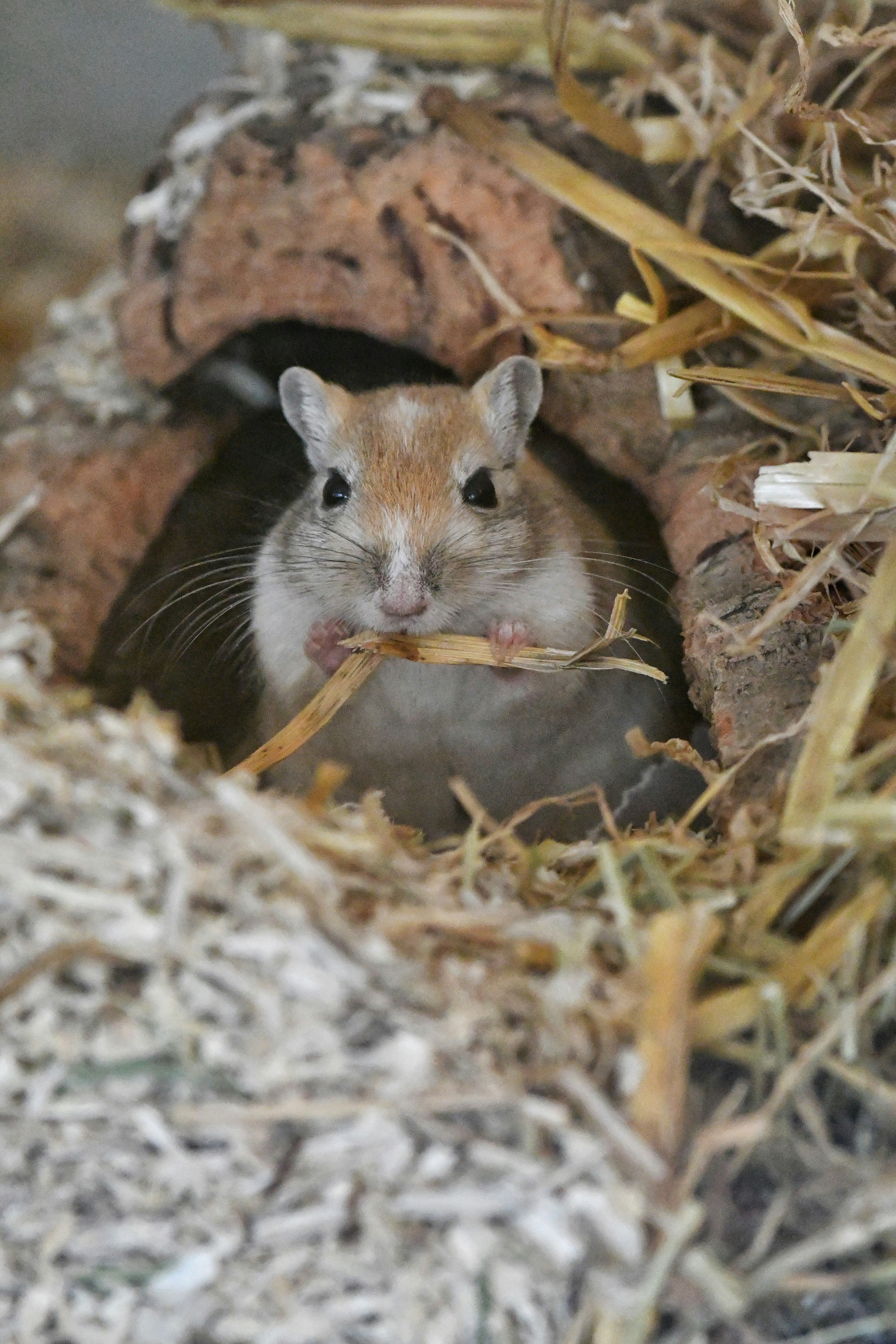 Tiny Burrow Explorer Gazes Out from a Straw-Dusted Hideaway
