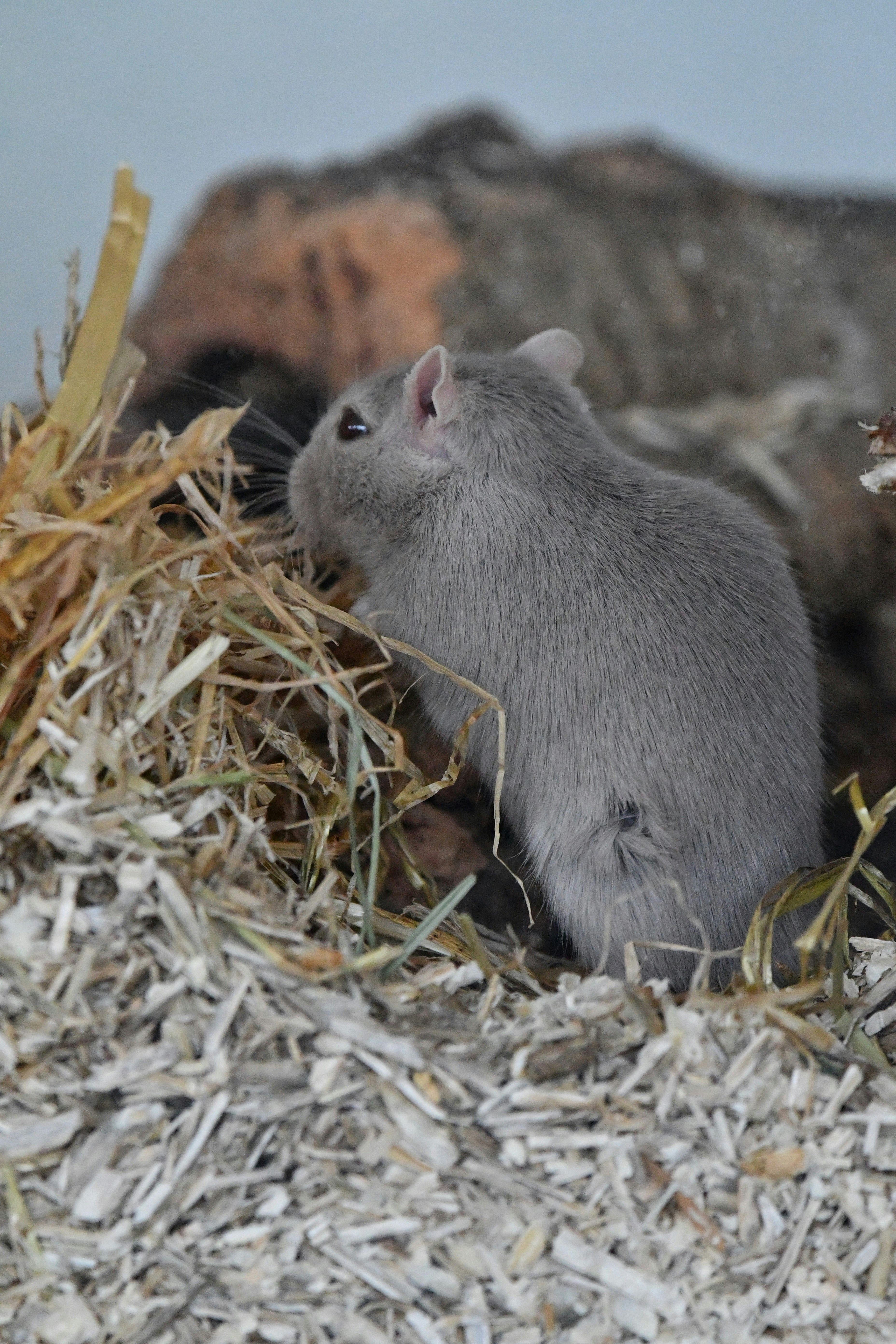 A gray gerbil sits amongst its bedding. photo – Free Animal Image on ...