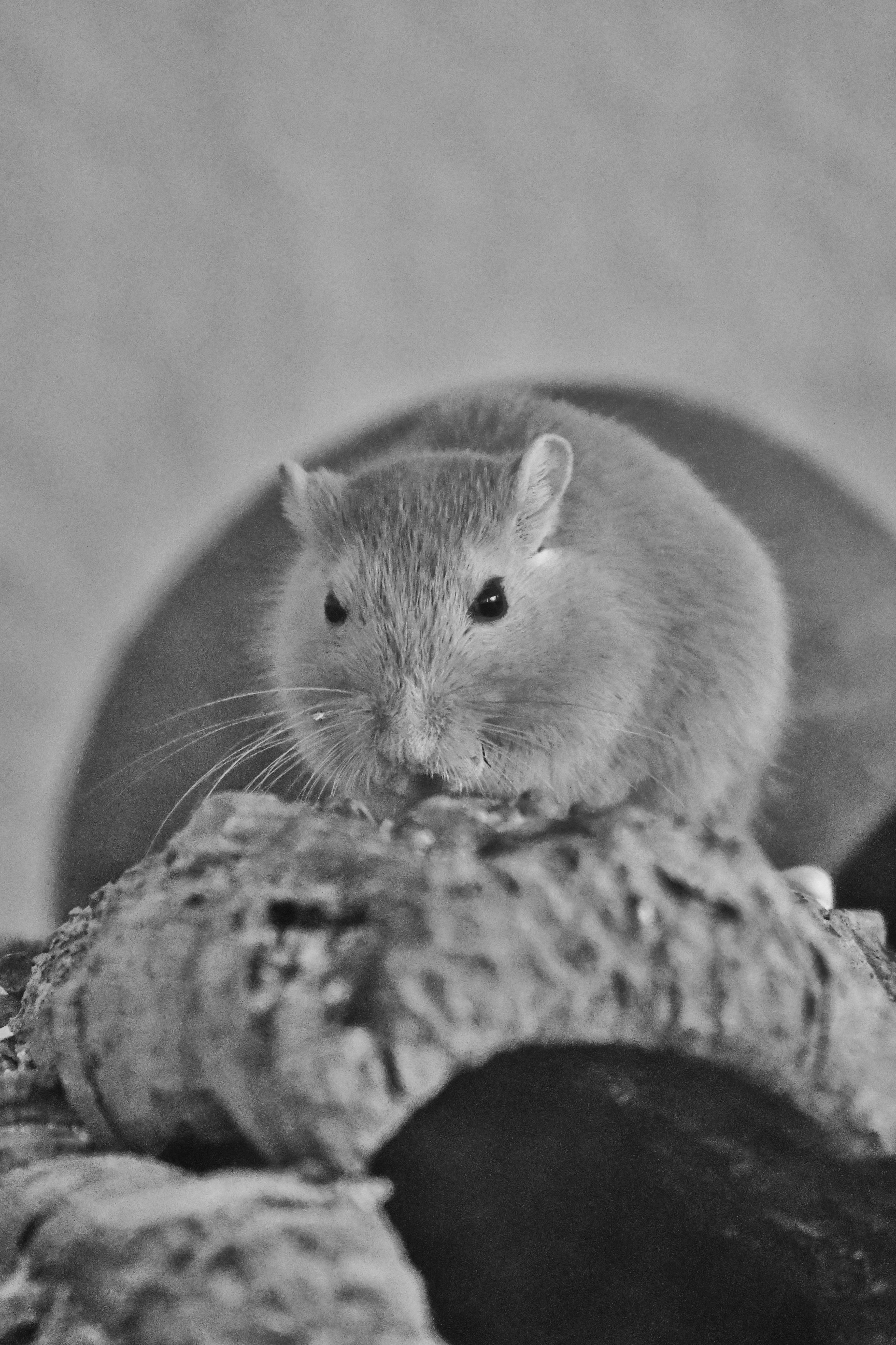 Monochrome Sentinel: Mouse Perched on Weathered Log by a Secluded Tunnel