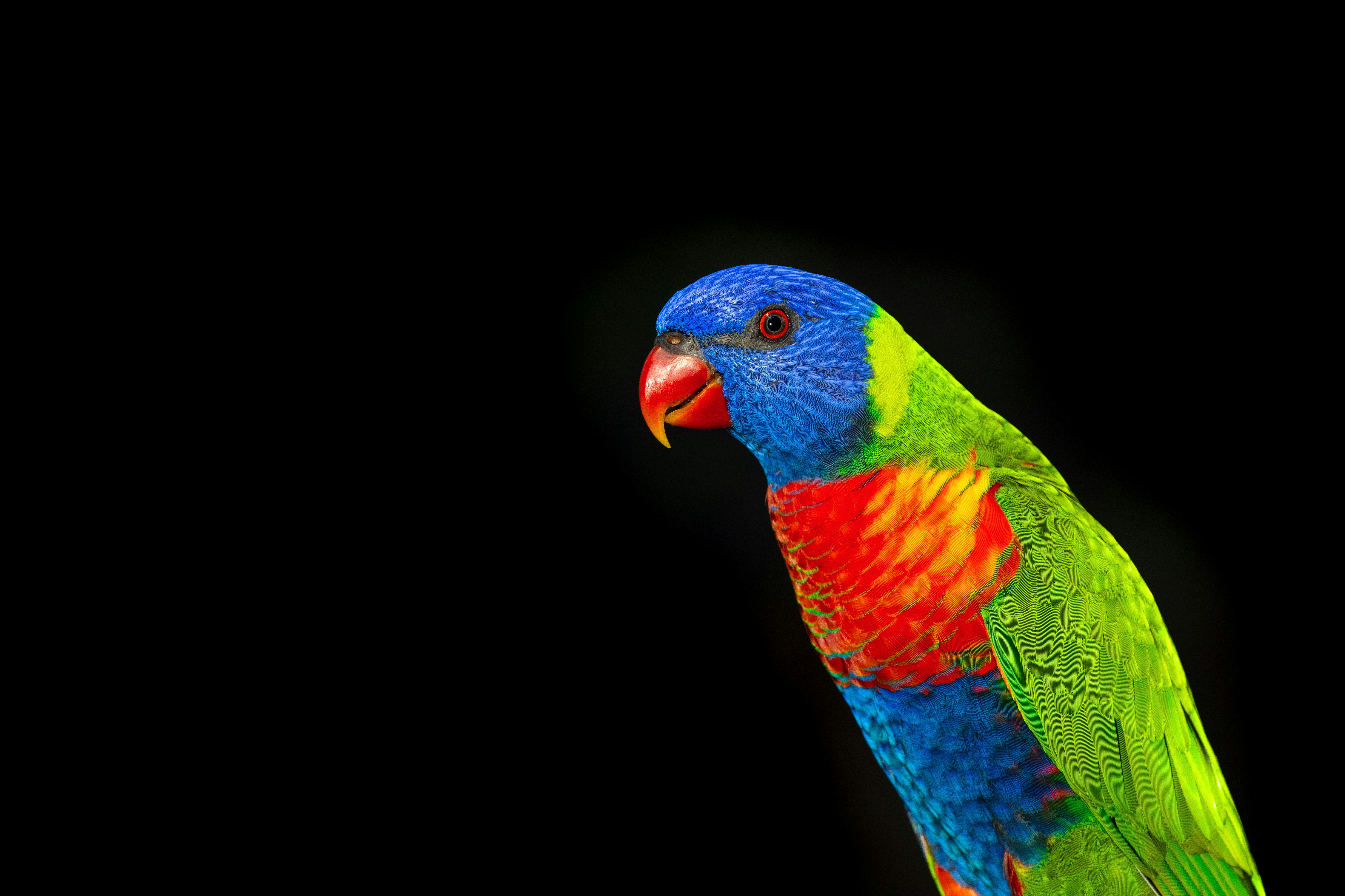 Vibrant Plumage in Shadowed Contrast