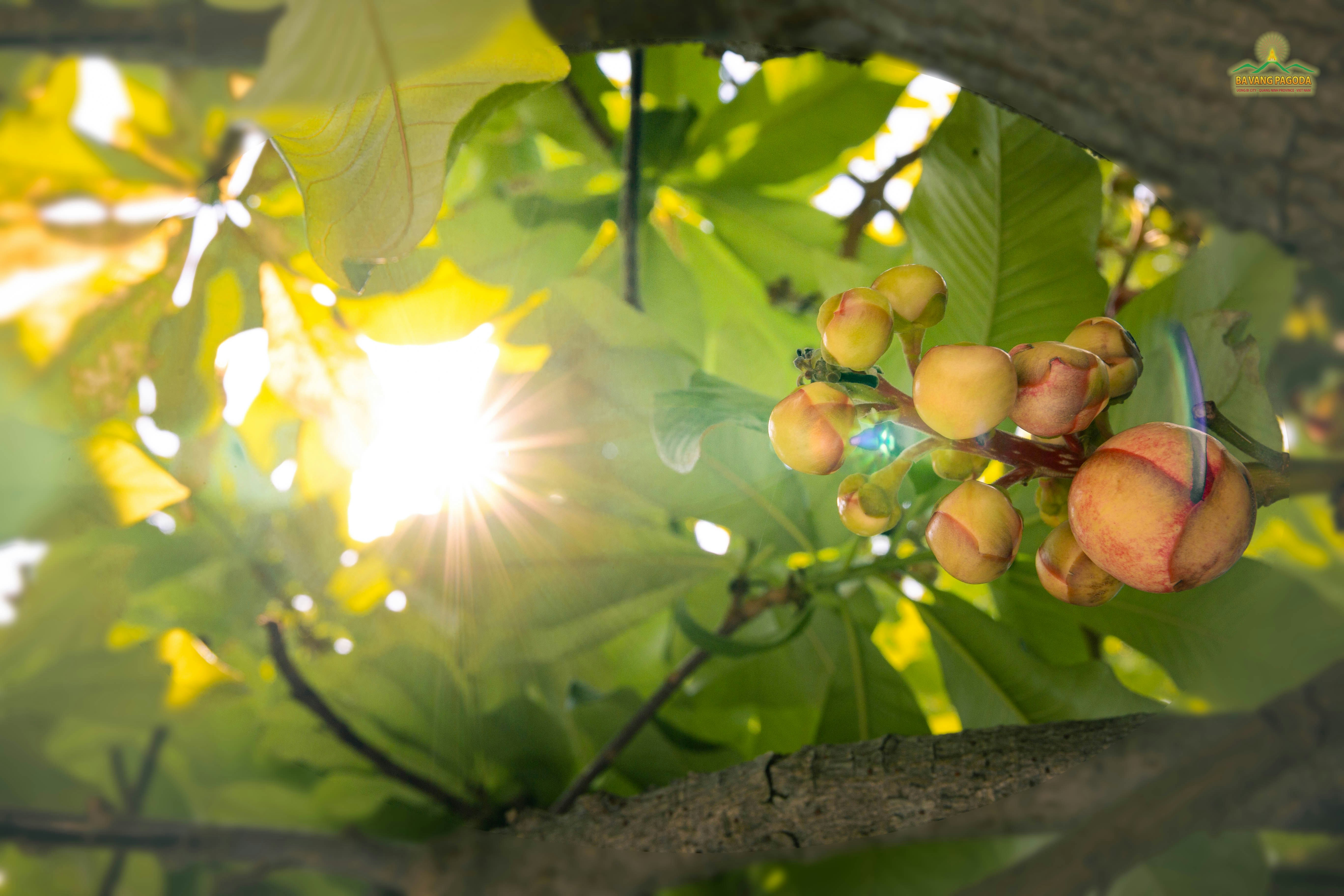 Sunlight filters through vibrant green leaves, illuminating clusters of budding fruit.