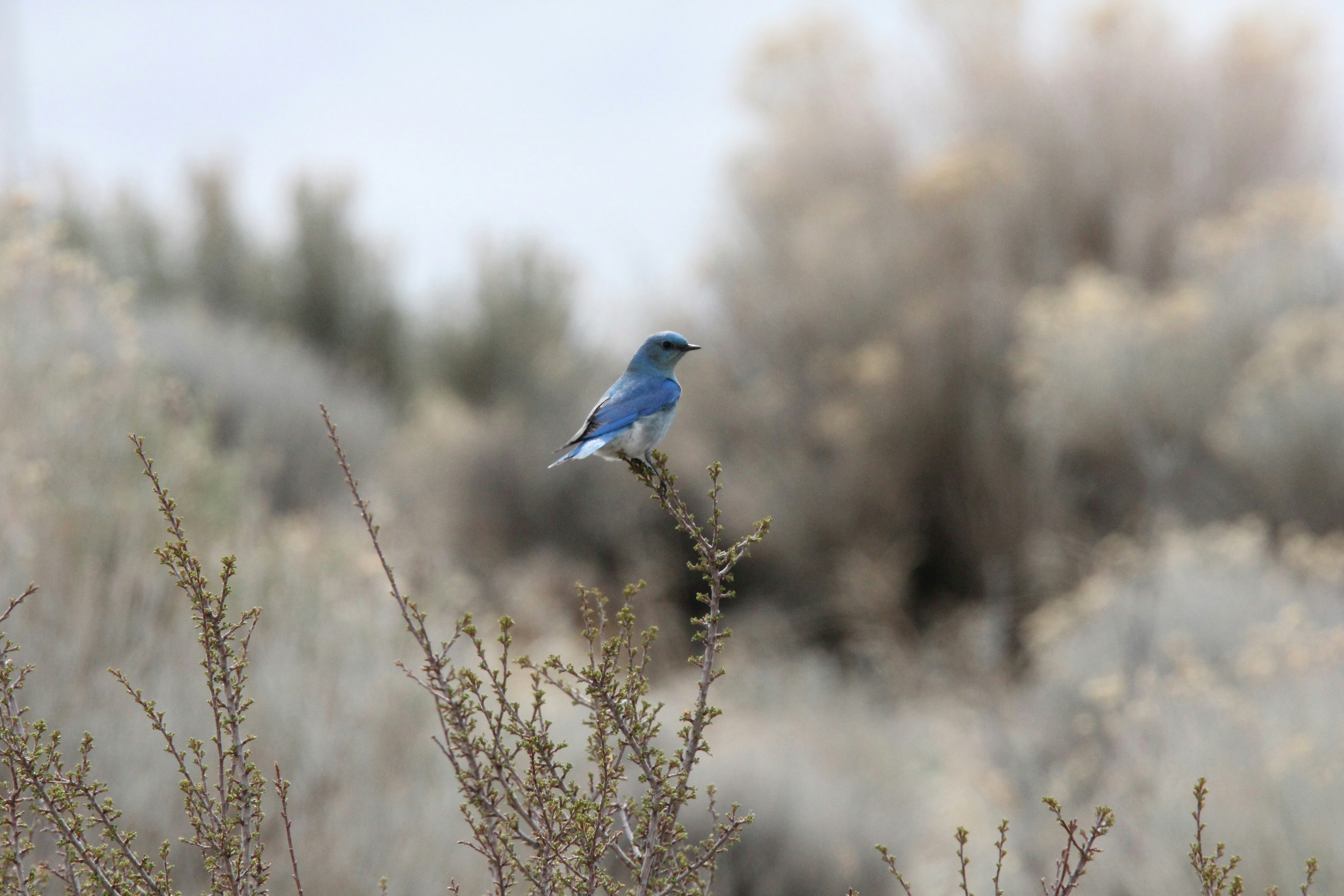 Azure Warbler on a Sparse Desert Scrub
