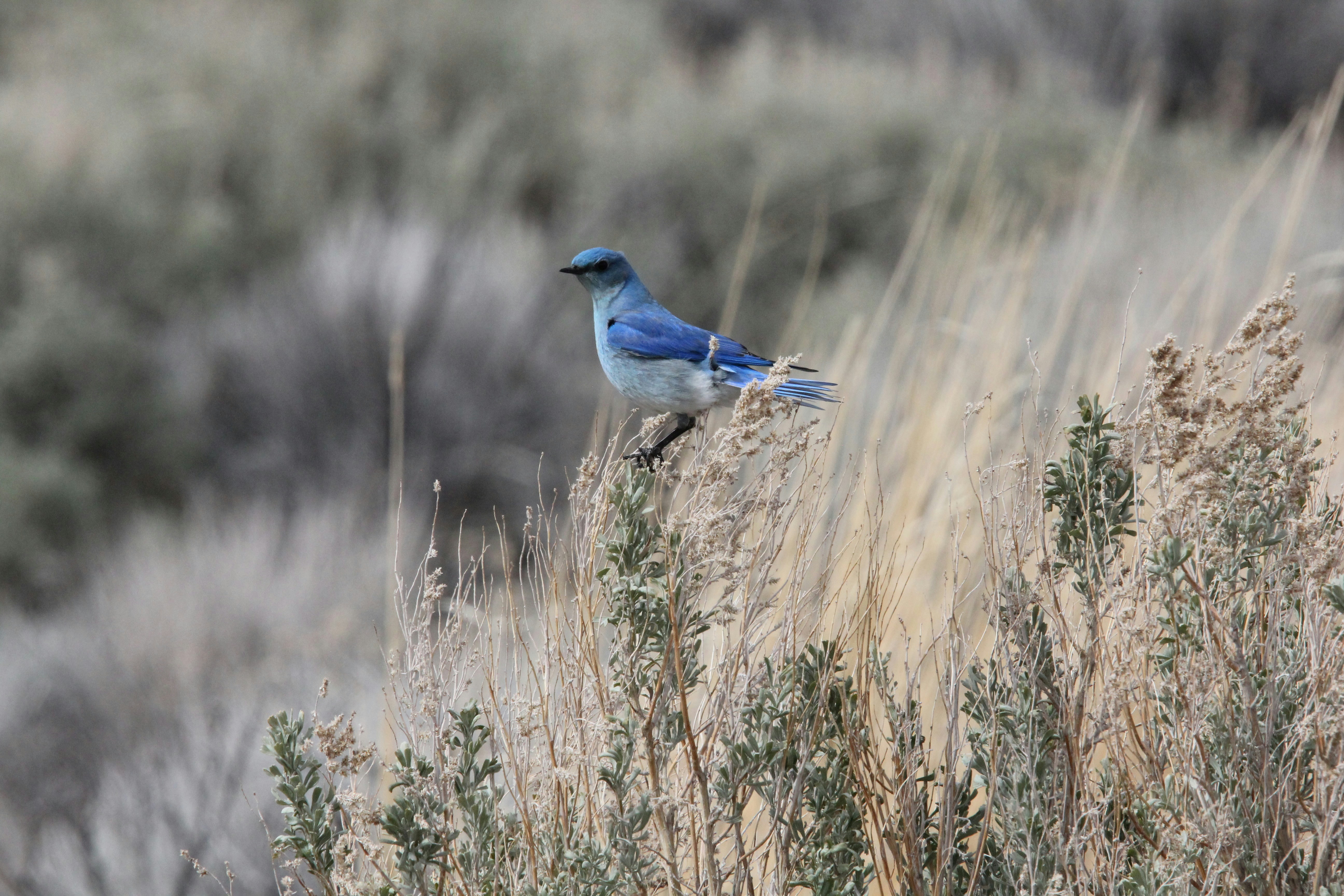 Side-profile of a Mountain Bluebird on a shrub.