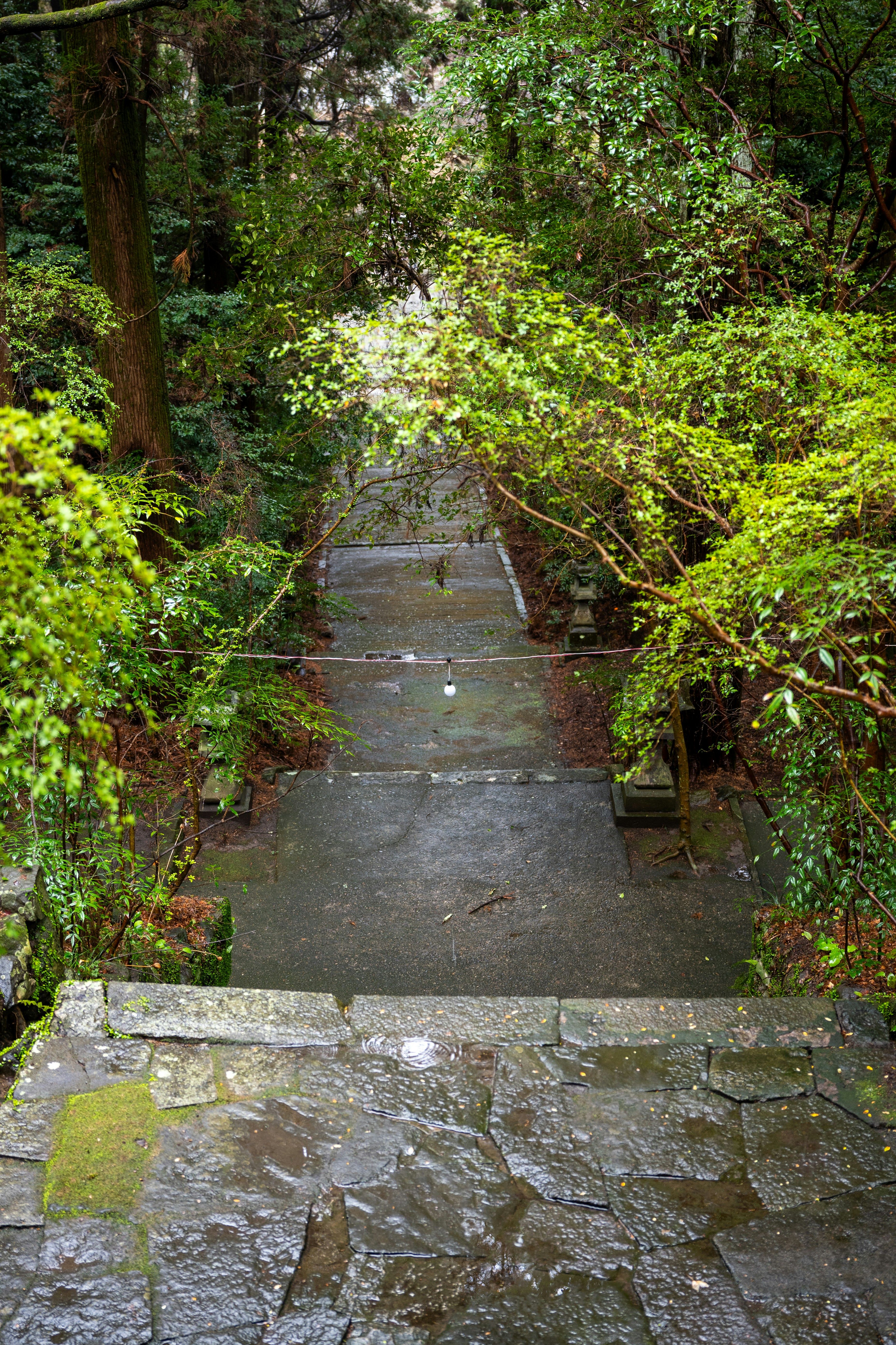 Photo by Kouji Tsuru with Nikon Z50 II