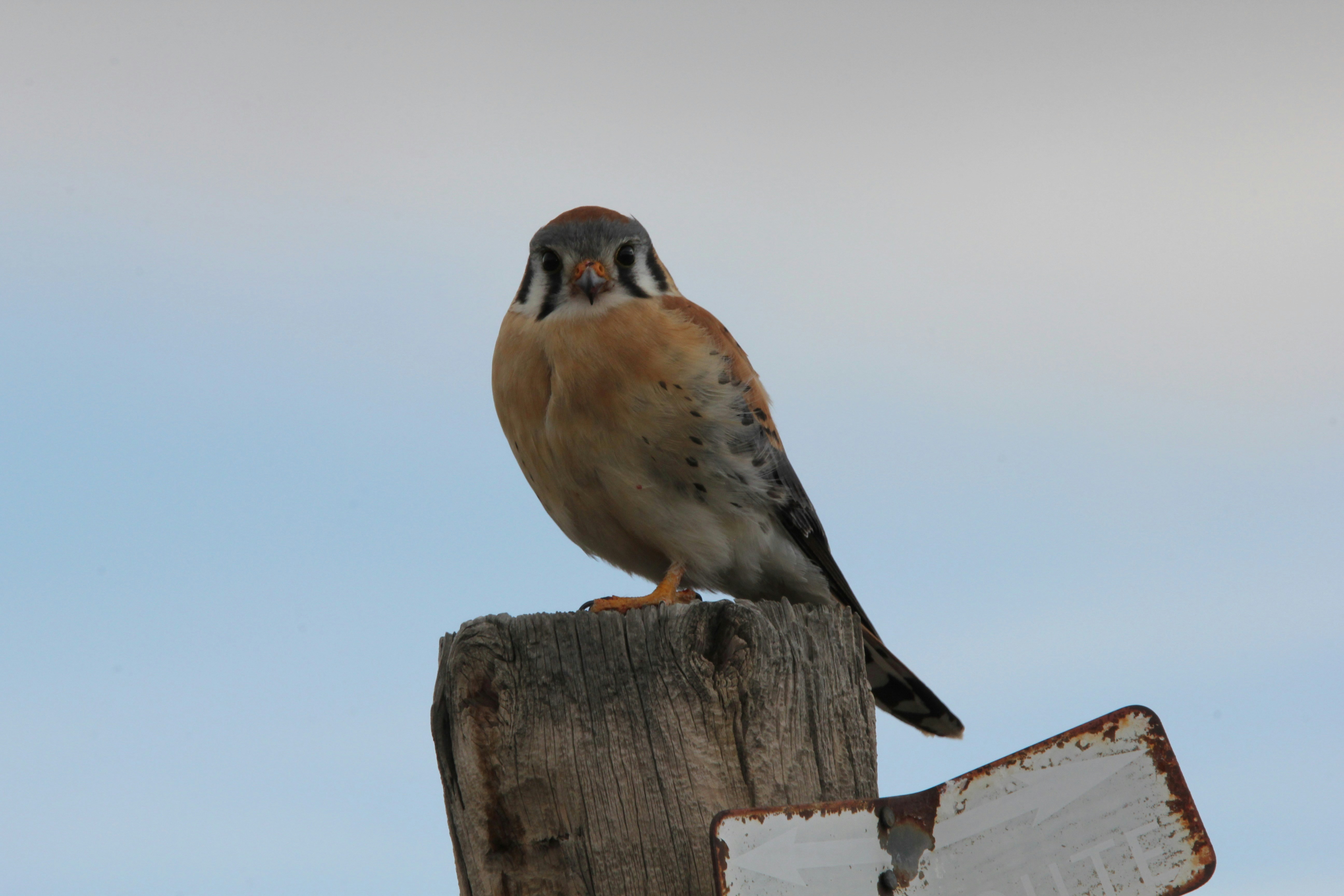 American Kestrel perched atop a weathered wooden post against a clear blue sky.