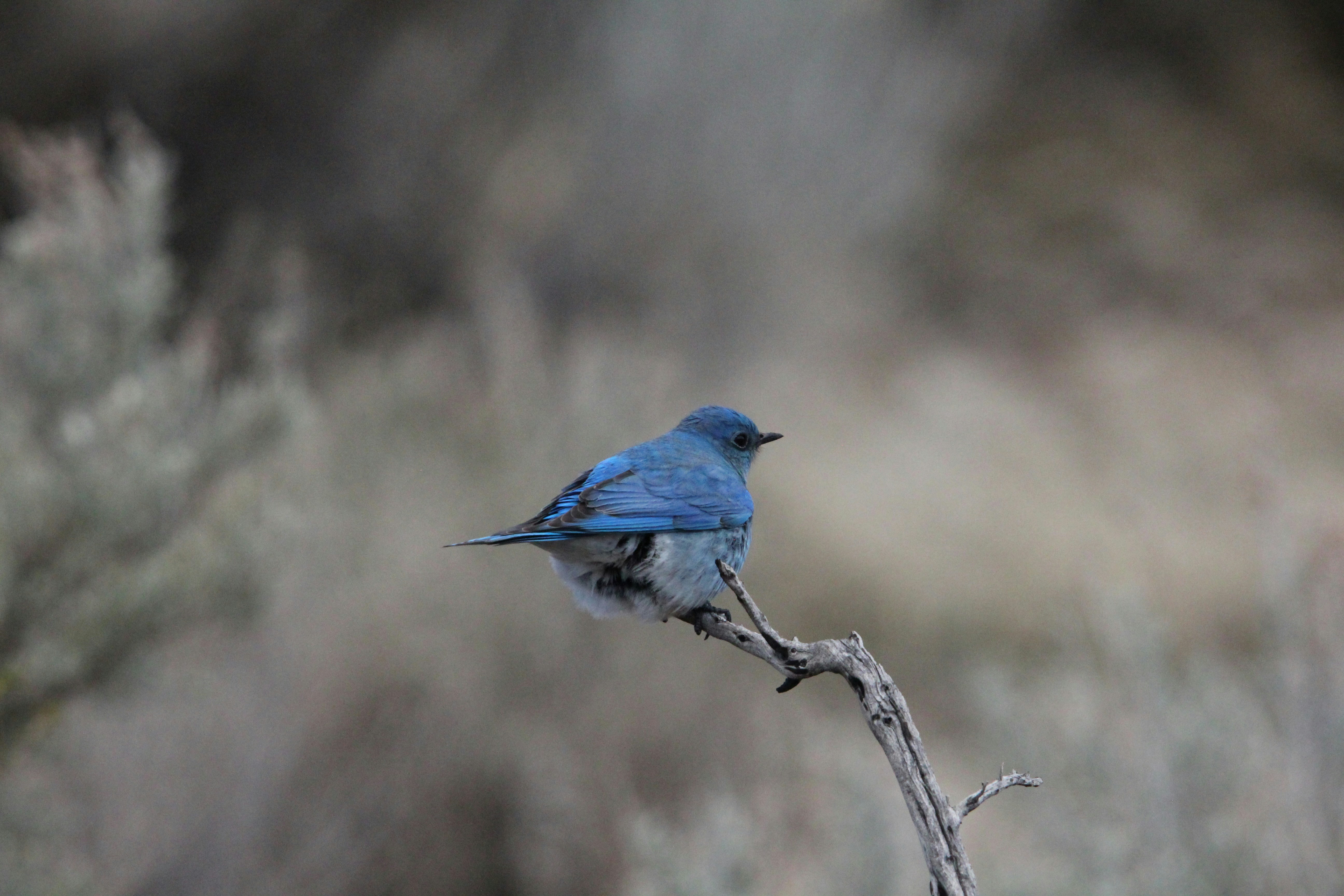 A Mountain Bluebird looking slightly to the right.